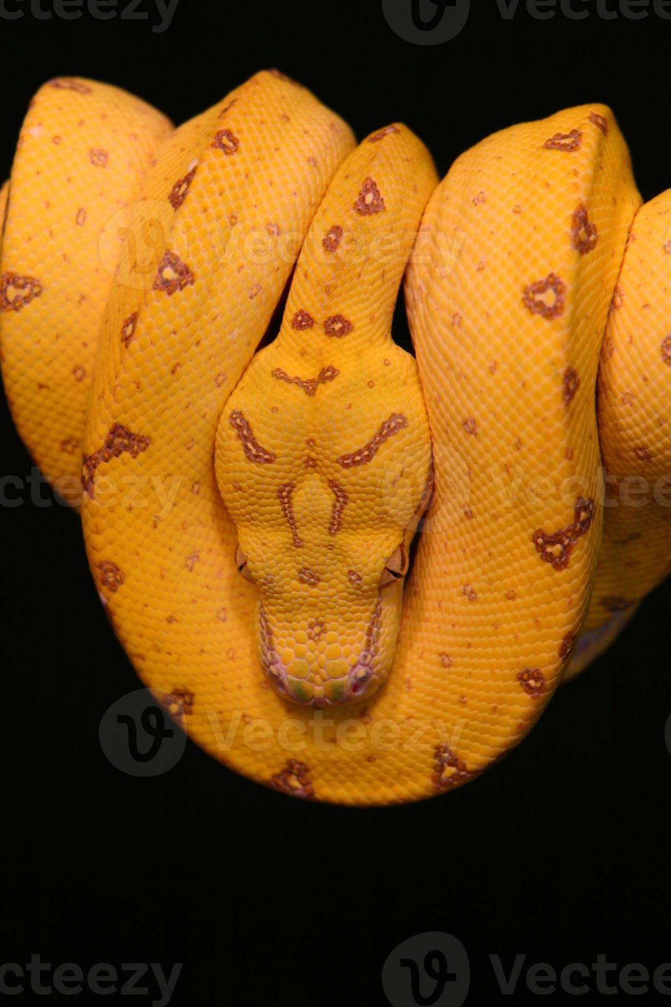 Baby Green Tree Python