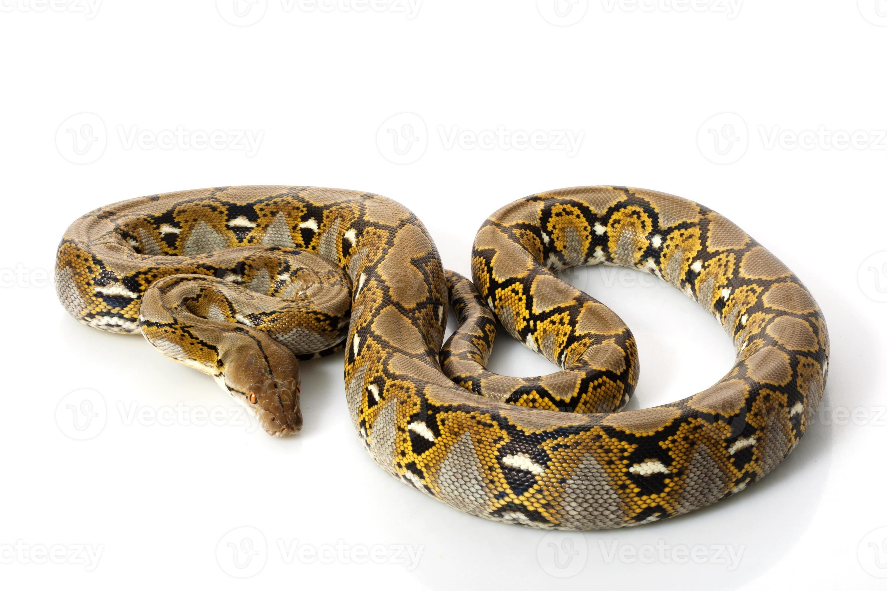 Reticulated Python 802161 Stock Photo at Vecteezy