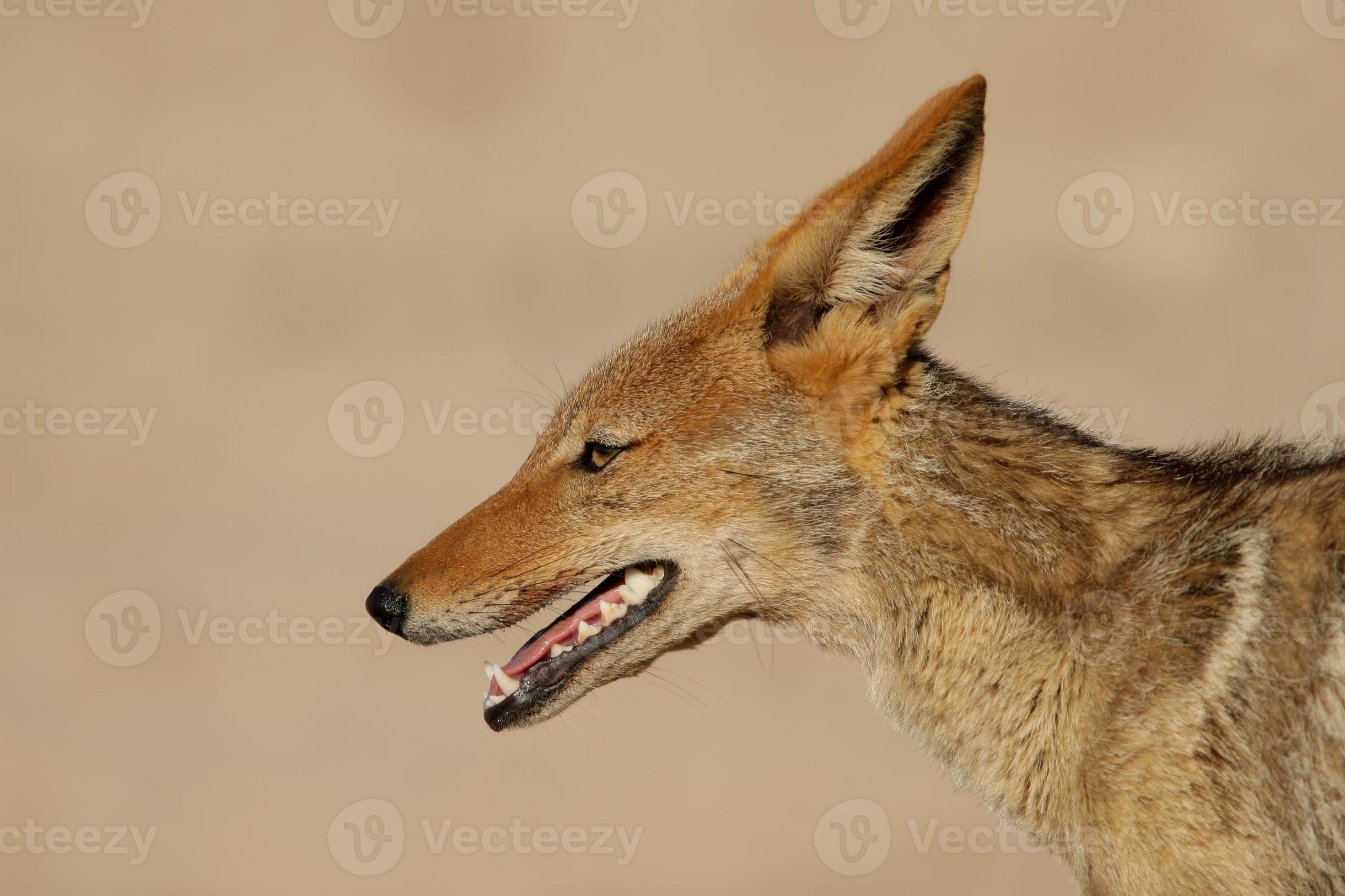 African Jackal