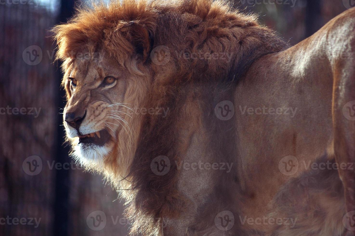 Male Lion Snarling