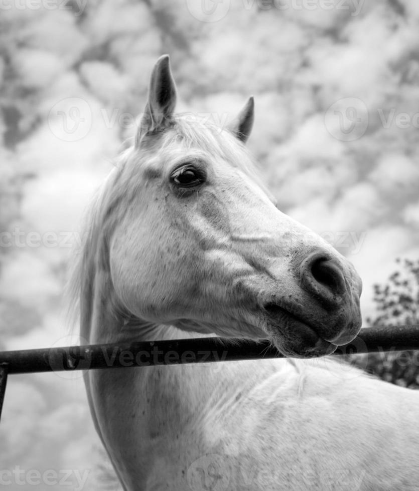 Beautiful White Arabian Horses