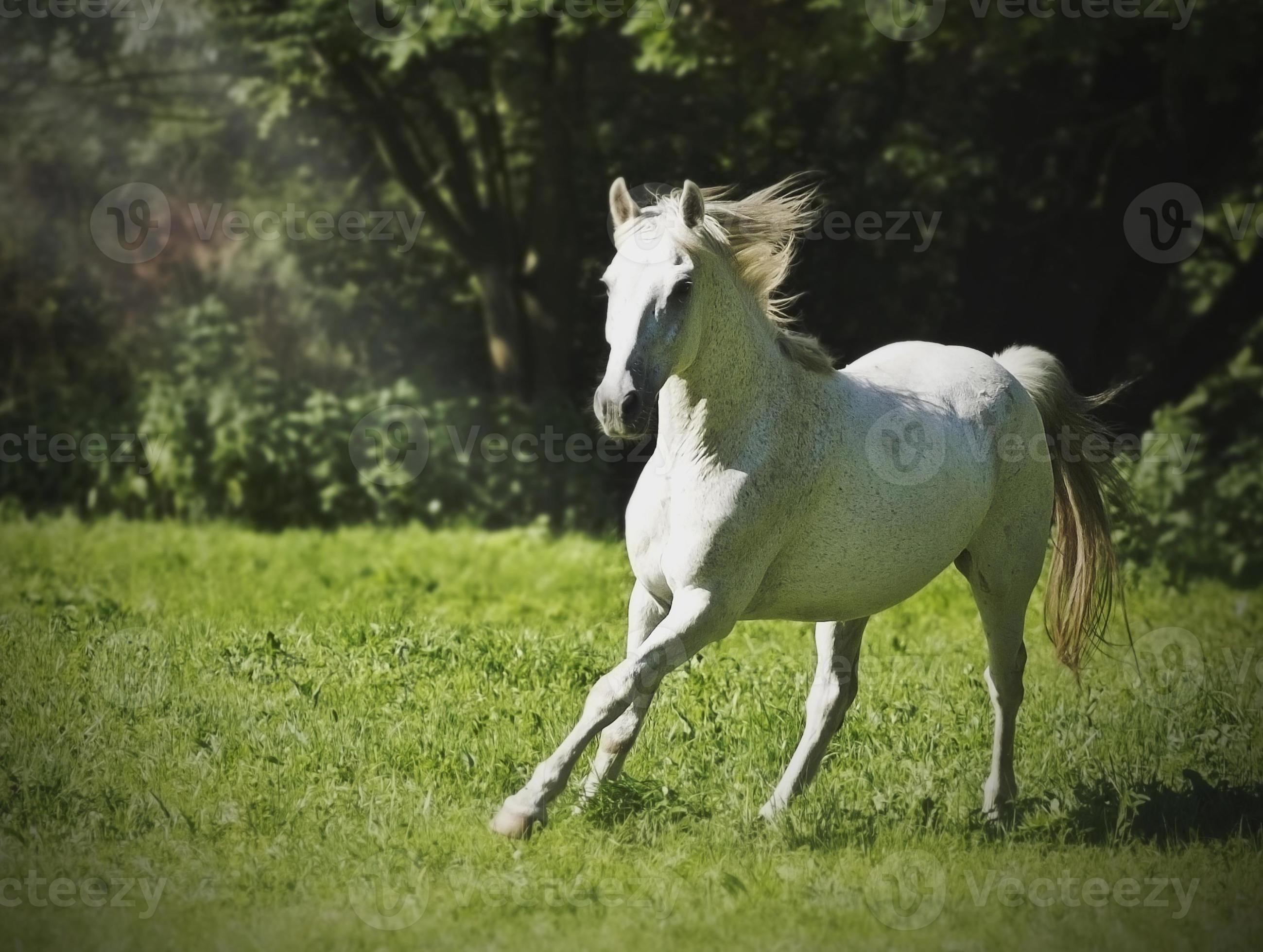 Running White Arabian Horse