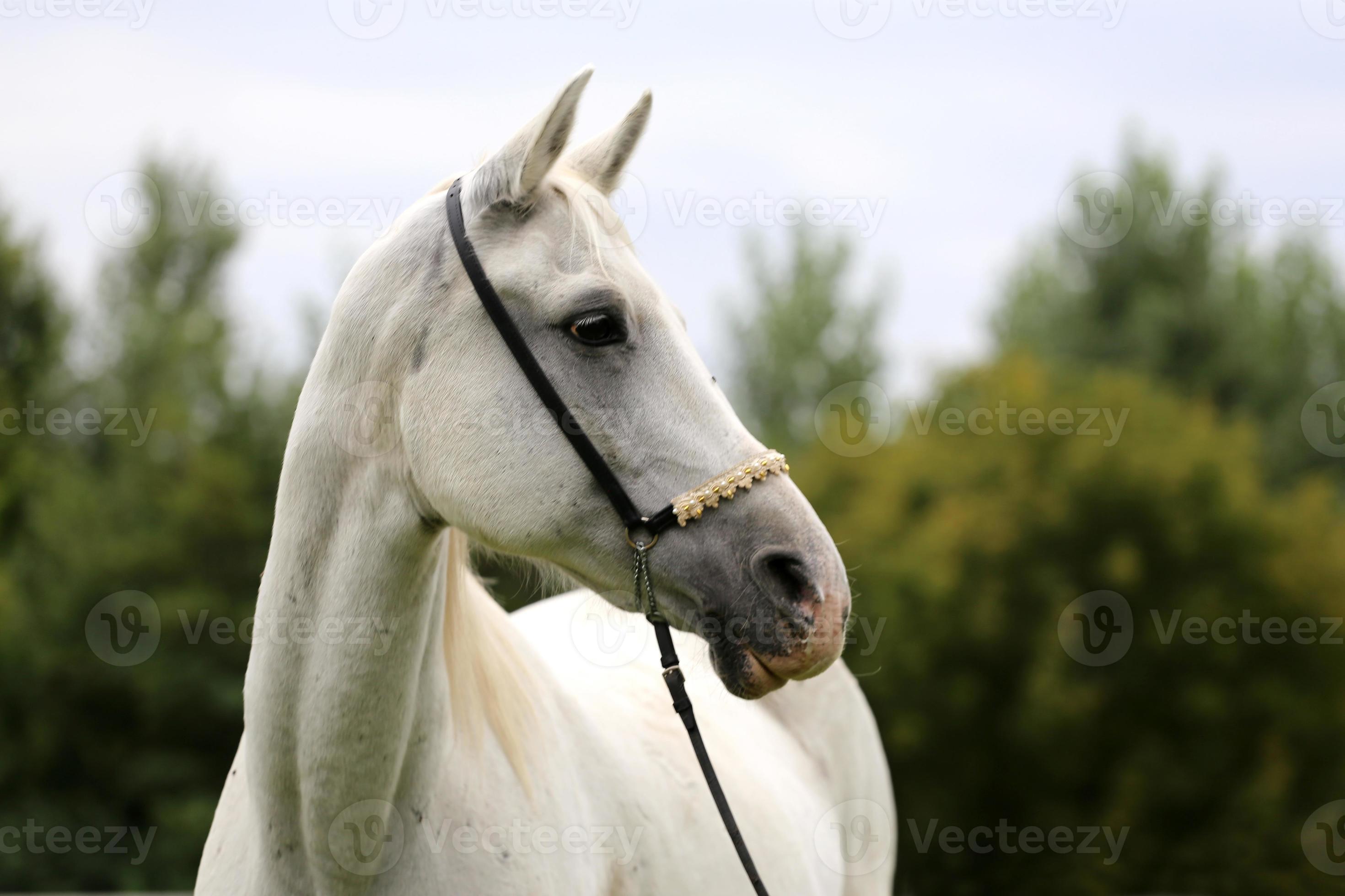 Beautiful White Arabian Horses