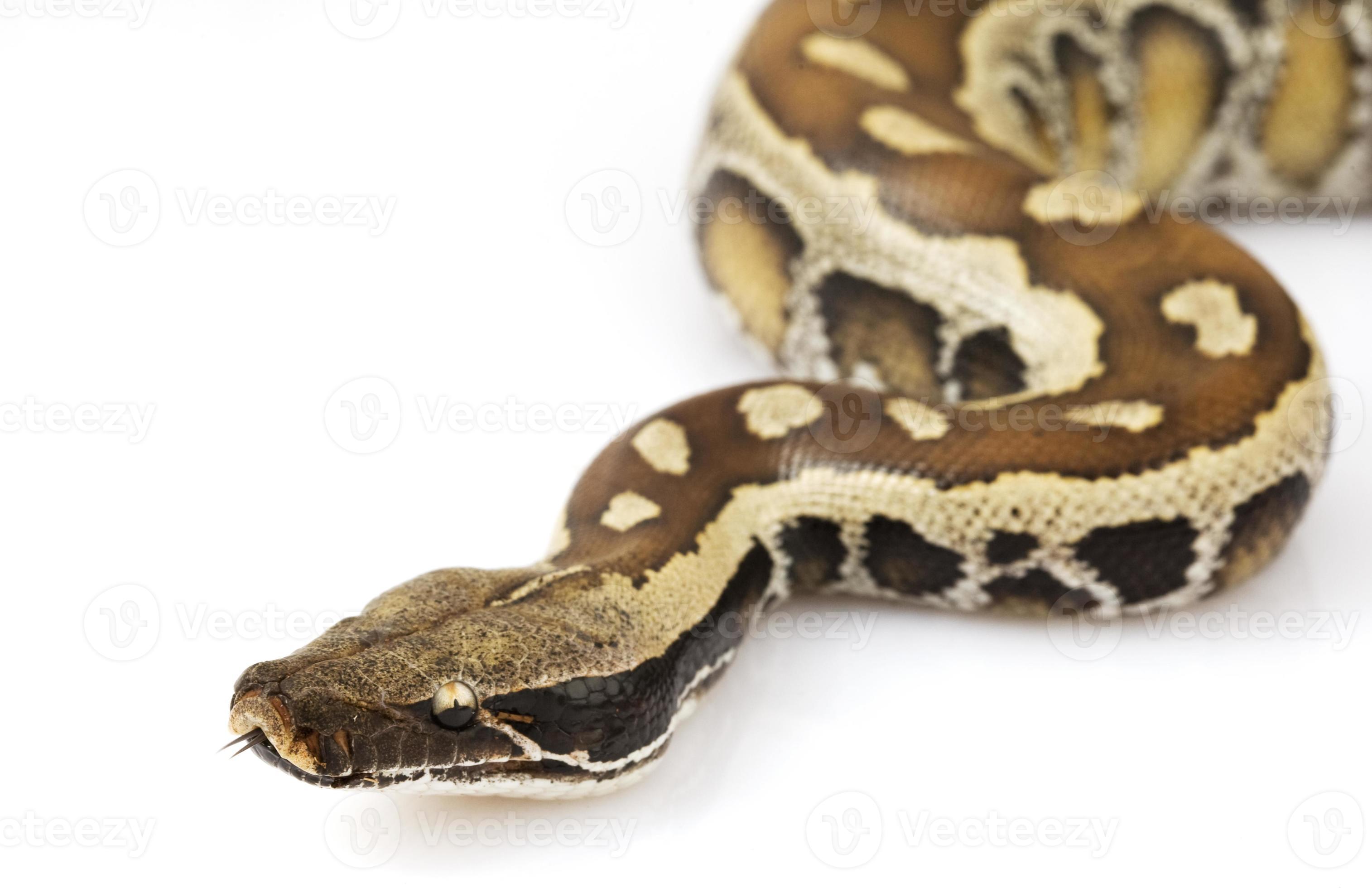 Blood Python 847876 Stock Photo at Vecteezy