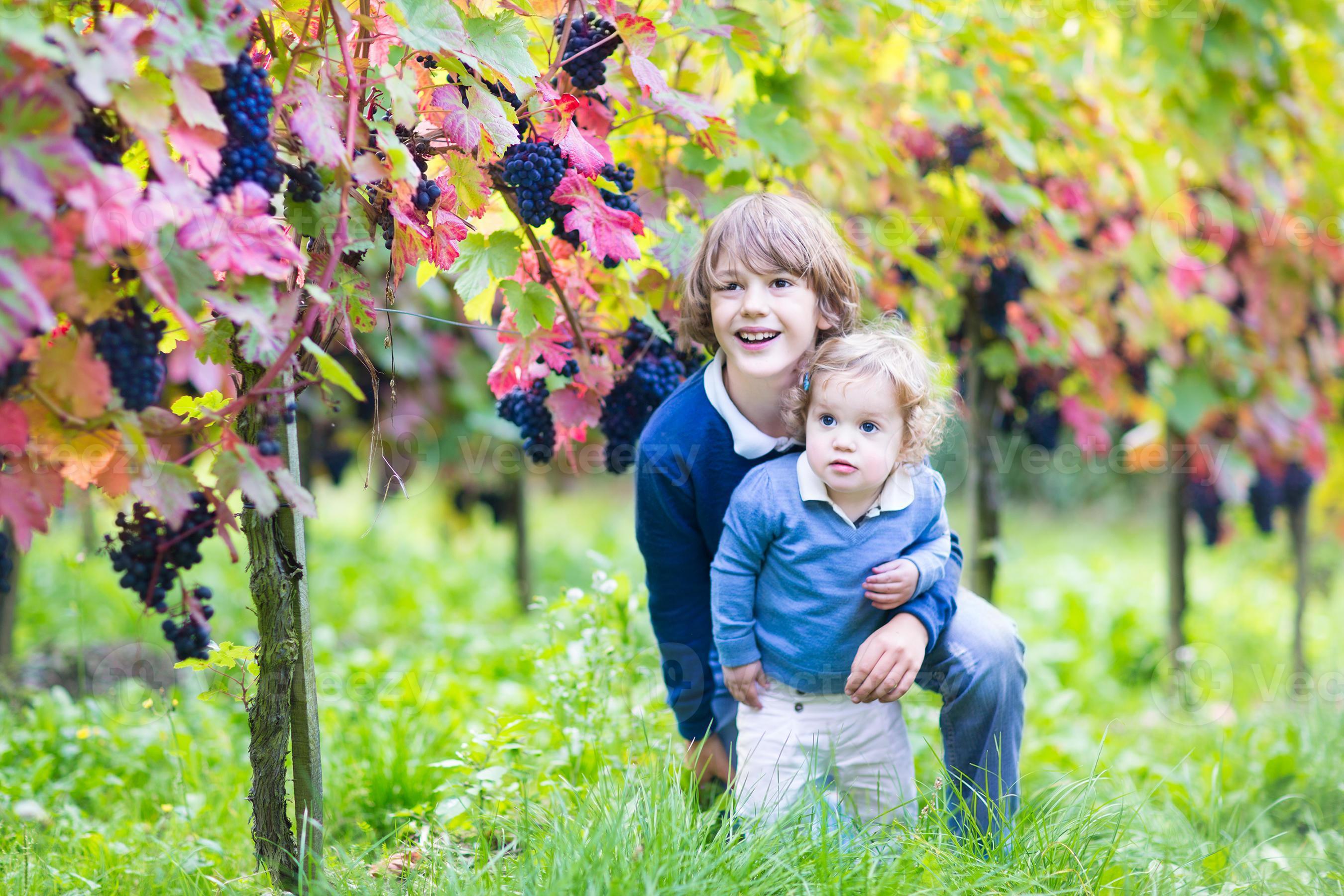 Cute Laughing Brother And Baby Sister In Sunny Vine Yard 869709 Stock