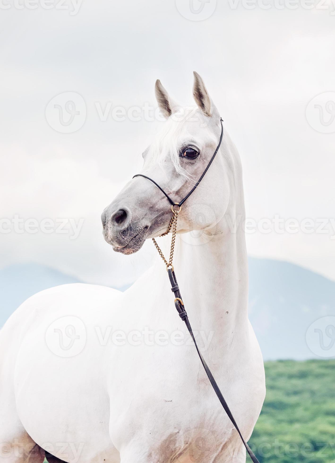 Pure White Arabian Stallion