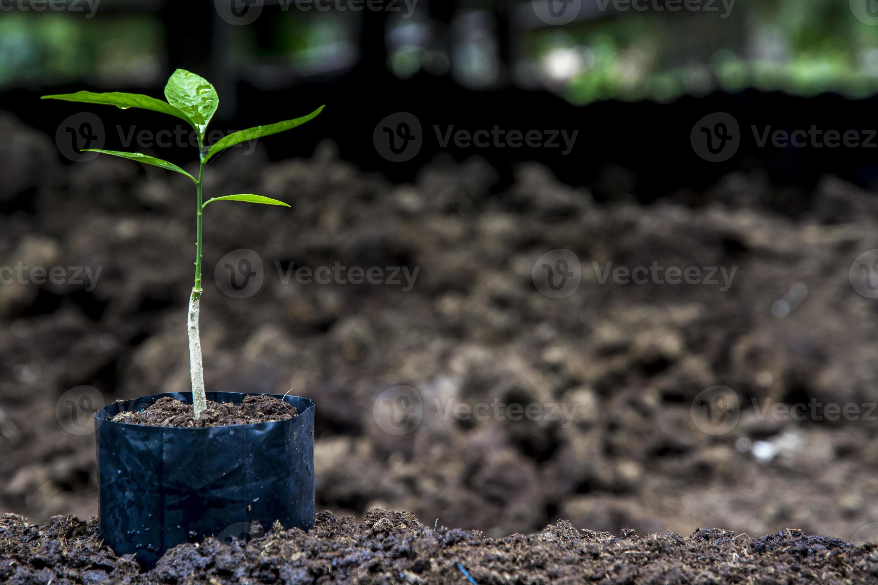 Green small tree, Sprout for planting at the farm 954296 Stock Photo at ...