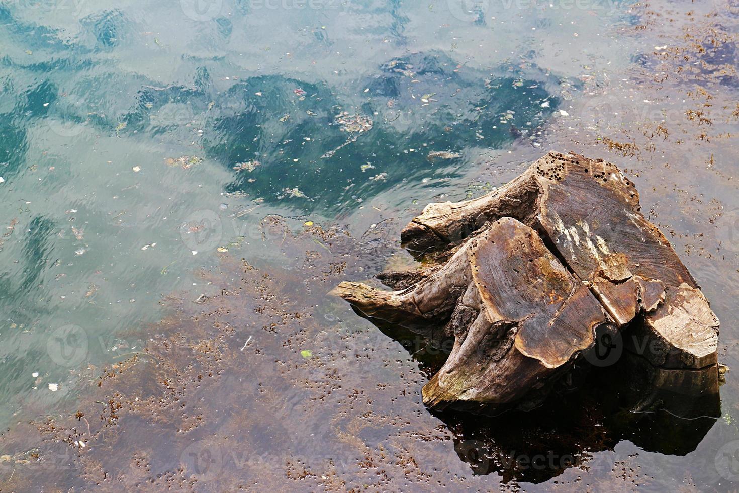 Cut Tree Roots In The Water 1142996 Stock Photo at Vecteezy Cut Tree Roots In The Water 1142996 Stock Photo at Vecteezy