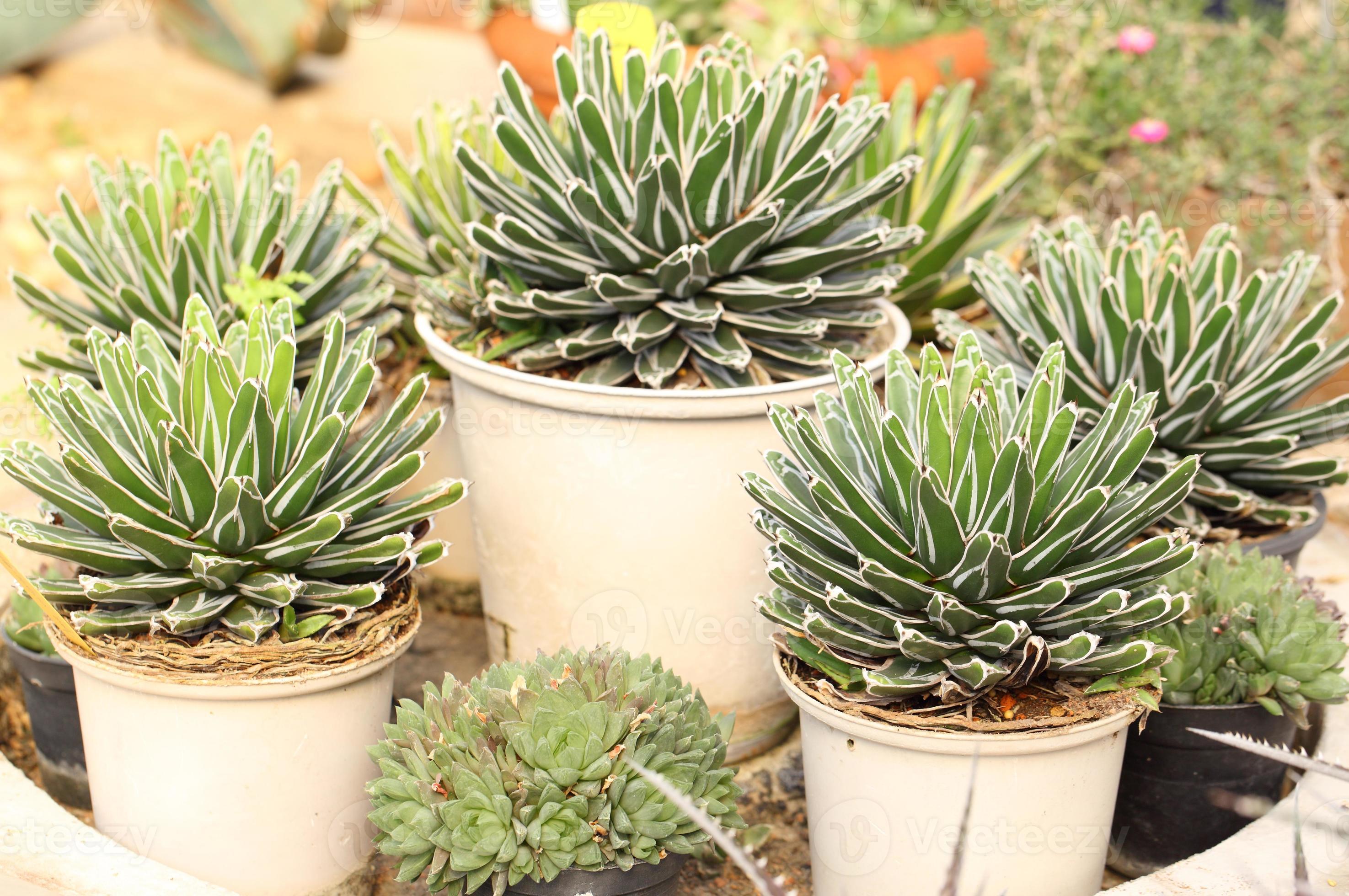 Sharp pointed agave plant leaves 1148927 Stock Photo at Vecteezy Sharp pointed agave plant leaves 1148927 Stock Photo at Vecteezy