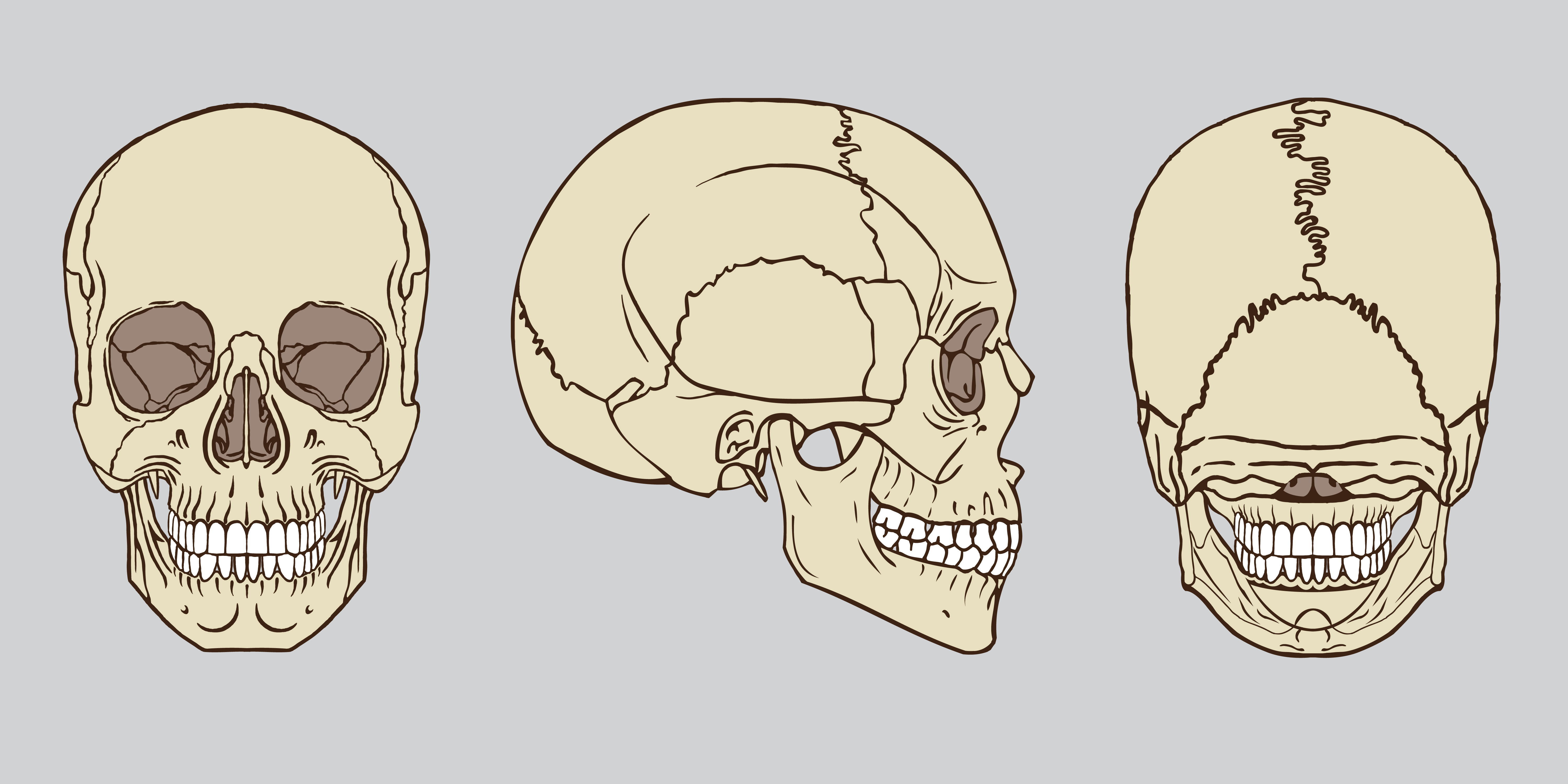 Cranio Humano Desenho Anatomia - RETOEDU Cranio Humano Desenho Anatomia - RETOEDU