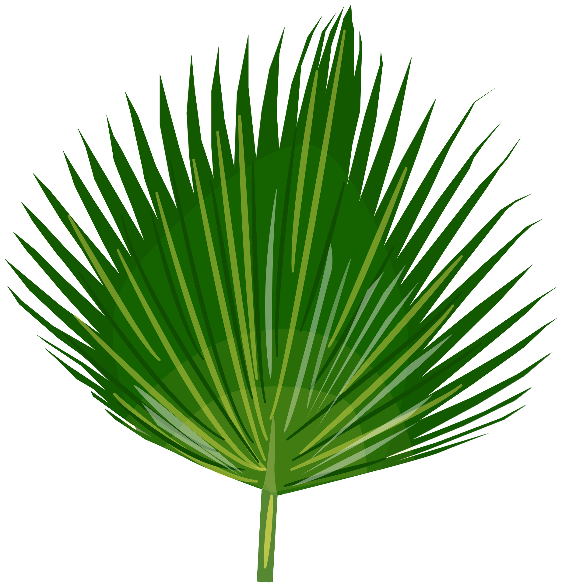 Palm Png Palm Transparent Background Freeiconspng Images Palm Png Palm Transparent Background Freeiconspng Images