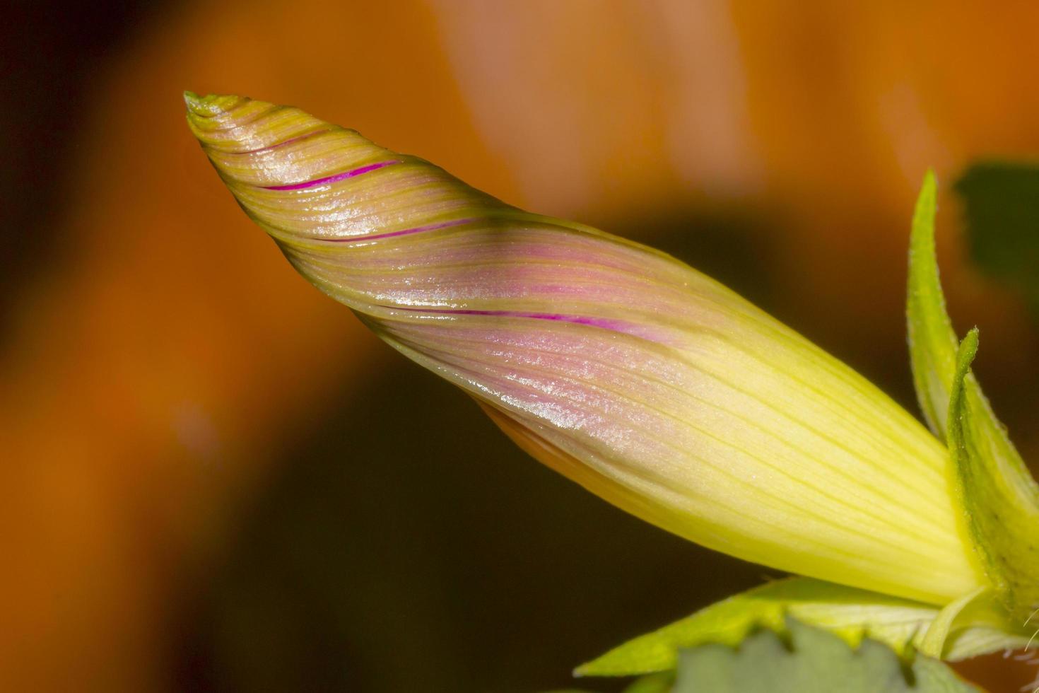 Purple morning glory bud 1223336 Stock Photo at Vecteezy Purple morning glory bud 1223336 Stock Photo at Vecteezy