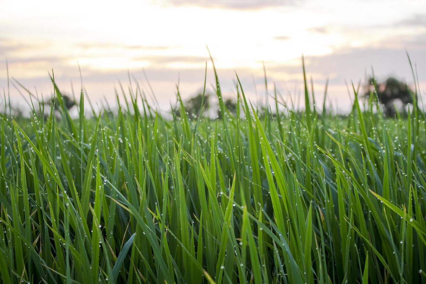 Close-up of a green grass field 1254379 Stock Photo at Vecteezy
