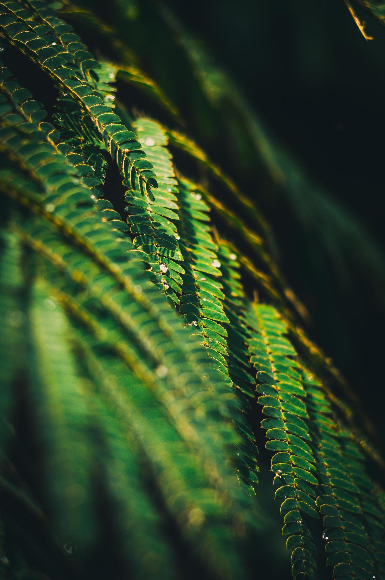 Fern after rain 1264336 Stock Photo at Vecteezy