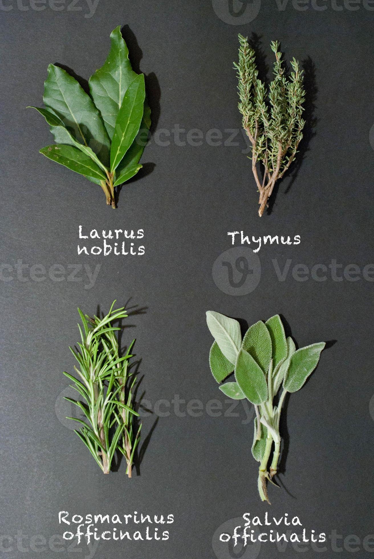 Herbs 1264923 Stock Photo at Vecteezy