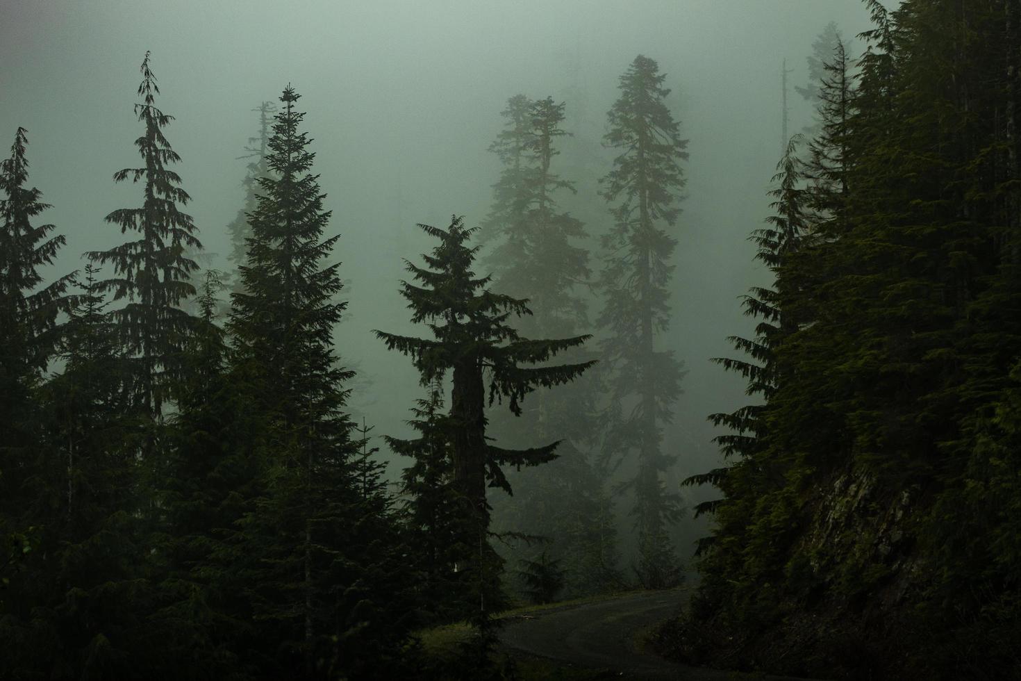 Pine trees in a dark foggy forest 1308635 Stock Photo at Vecteezy