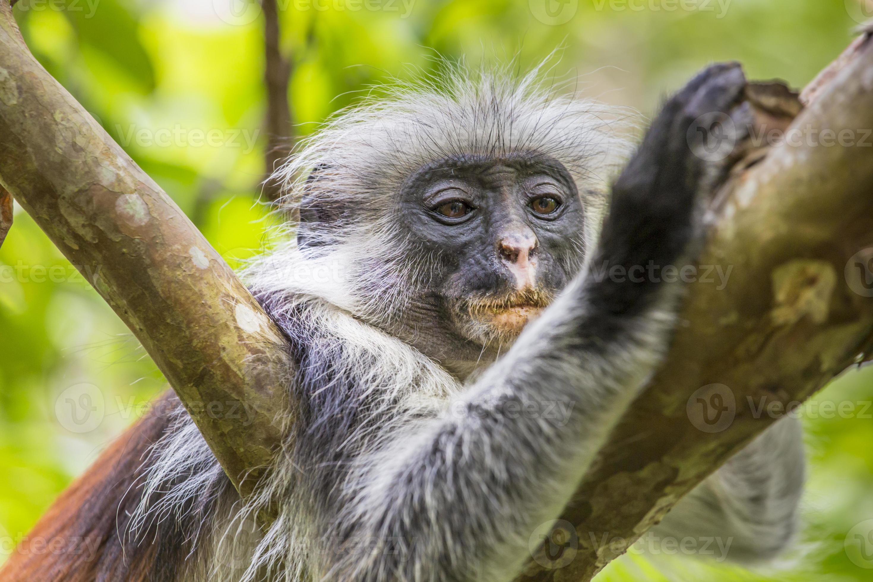 Endangered Zanzibar red colobus monkey (Procolobus kirkii), Joza ... Endangered Zanzibar red colobus monkey (Procolobus kirkii), Joza ...