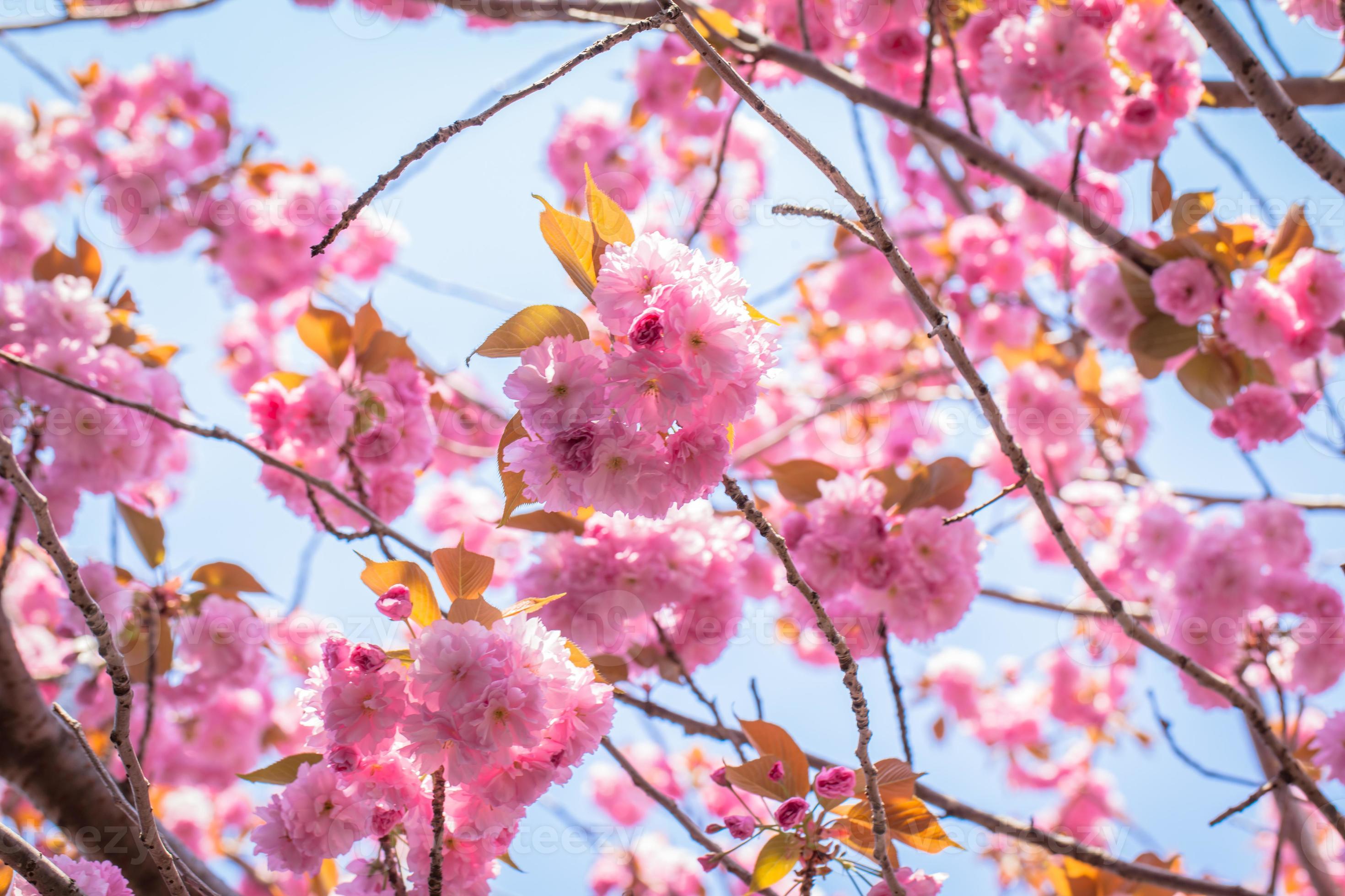Blooming double cherry blossom tree and blue sky 1355450 Stock Photo at ...