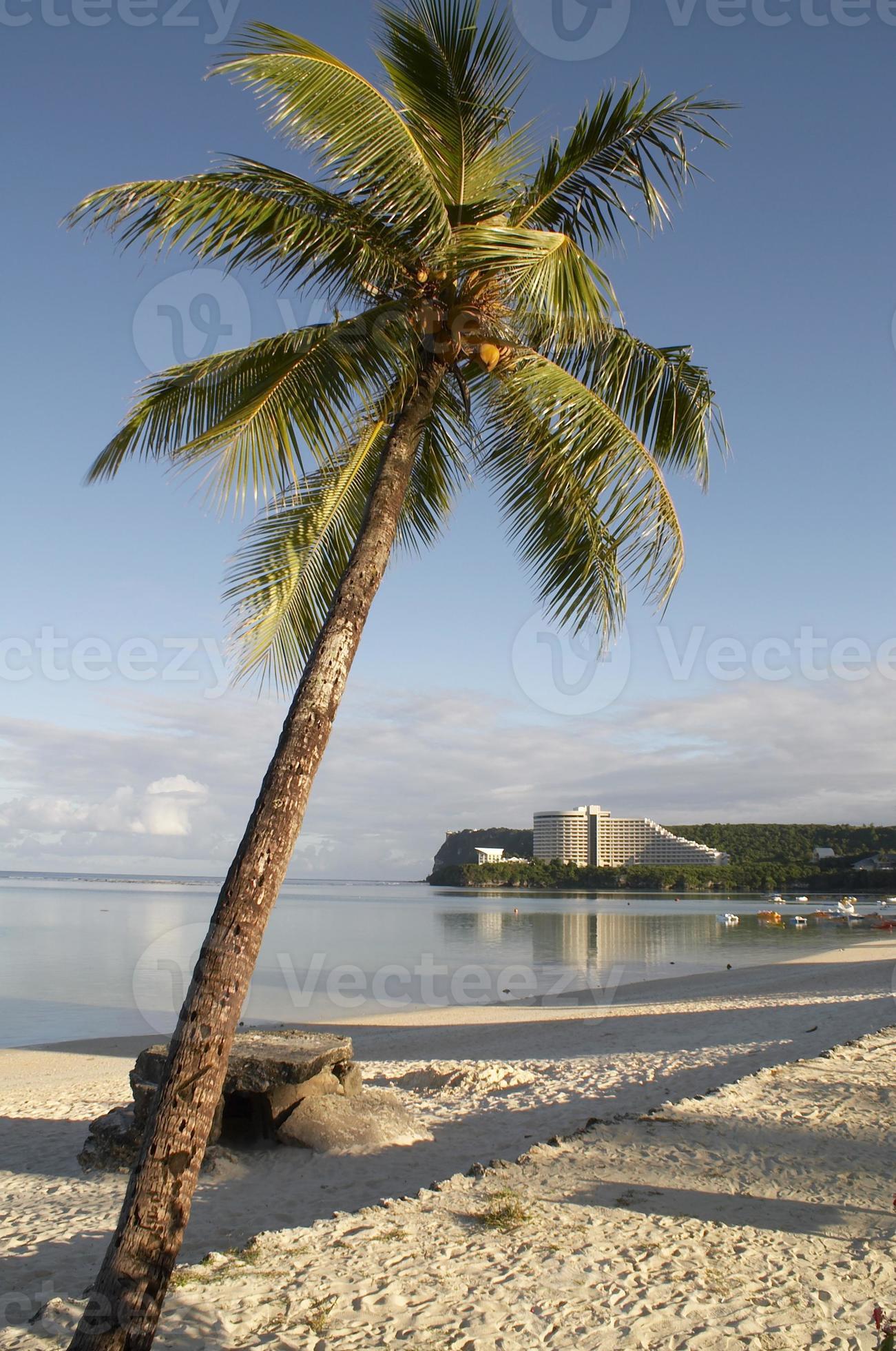 Single green coconut palm tree 1355923 Stock Photo at Vecteezy Single green coconut palm tree 1355923 Stock Photo at Vecteezy