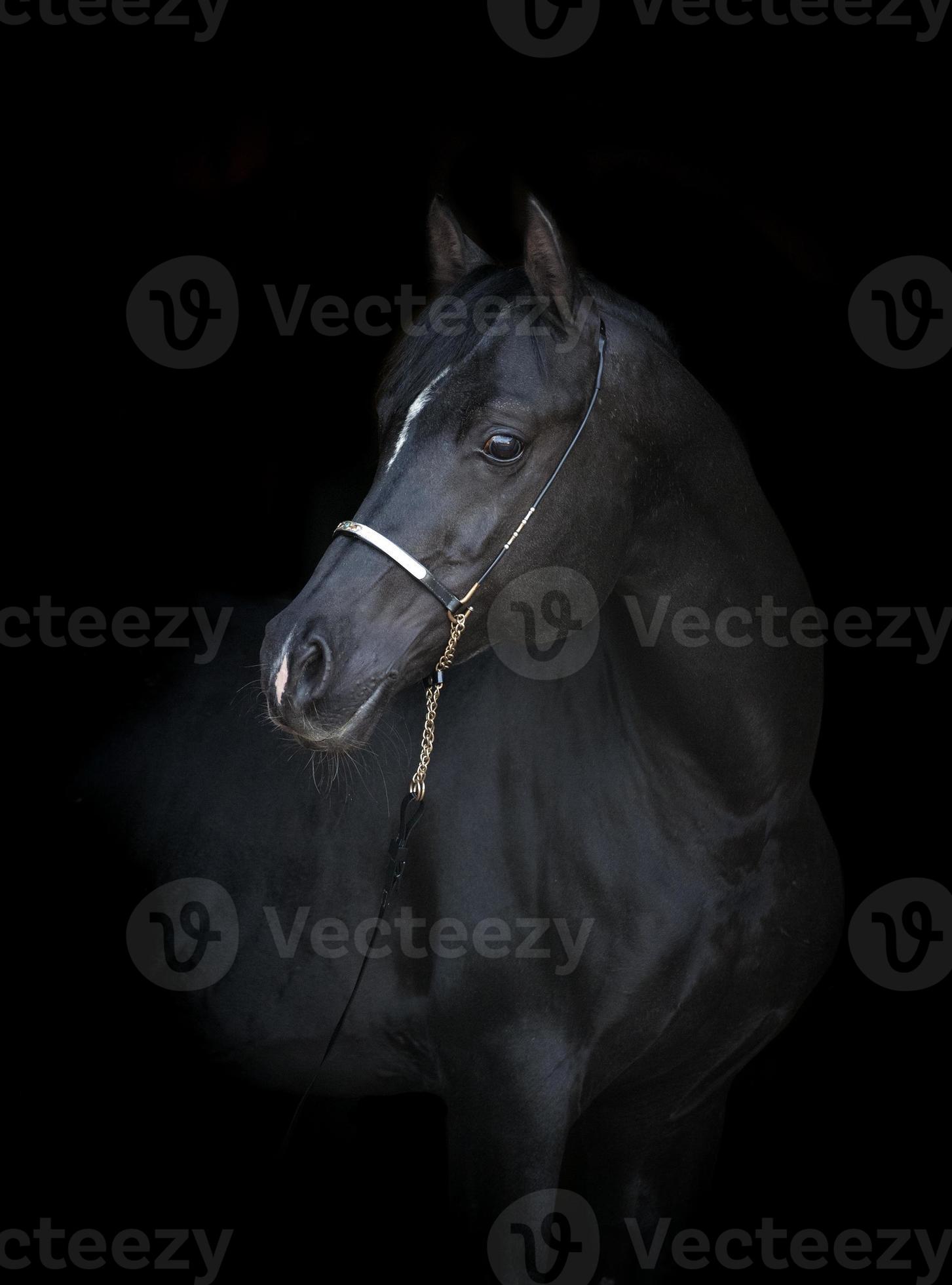 Black Arabian Horse