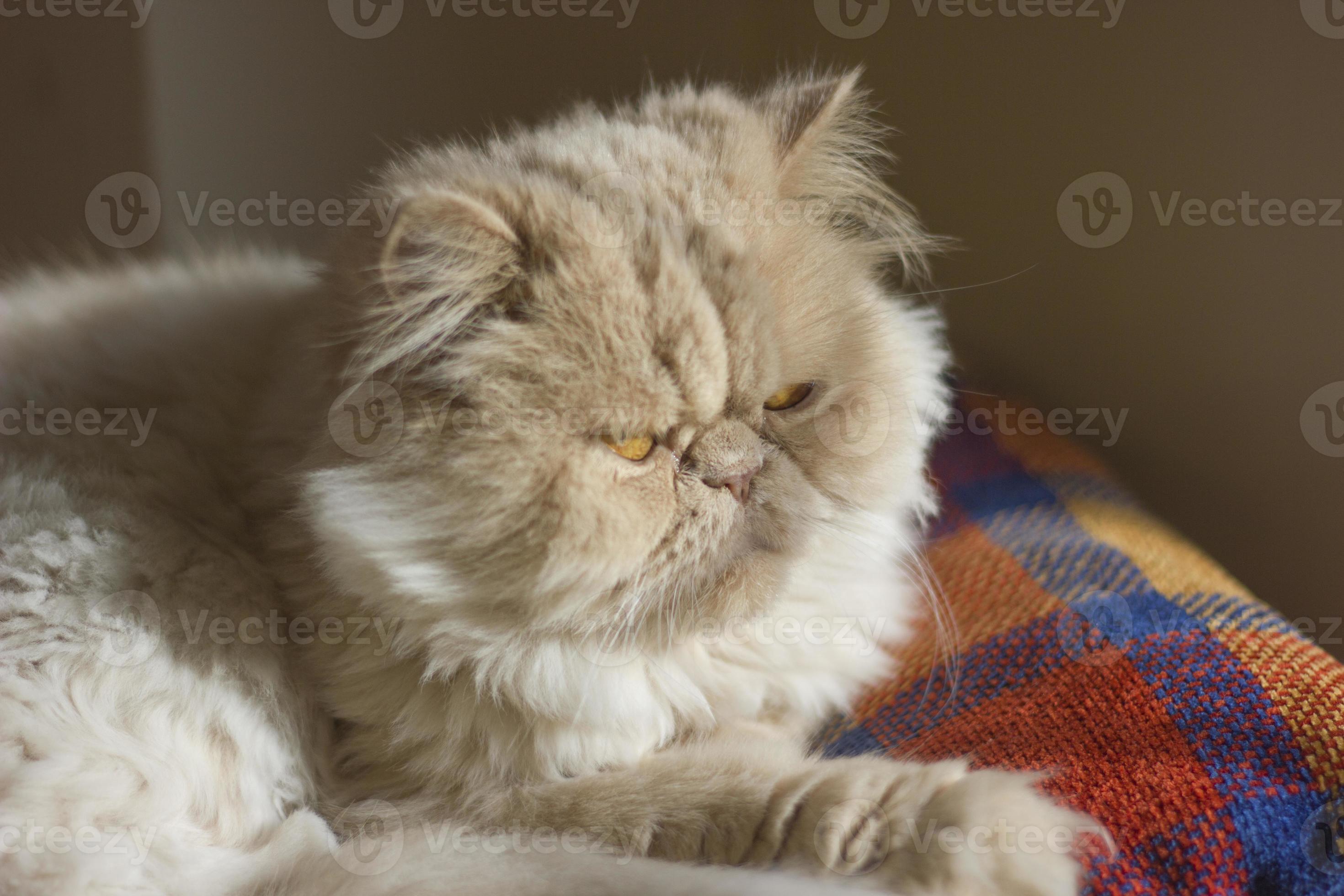 Grumpy Persian Cat