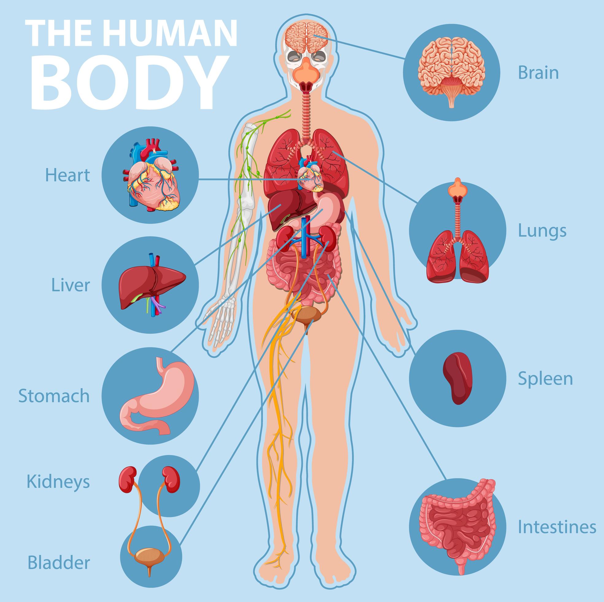 Anatomy of the human body infographic 1427434 Vector Art at Vecteezy