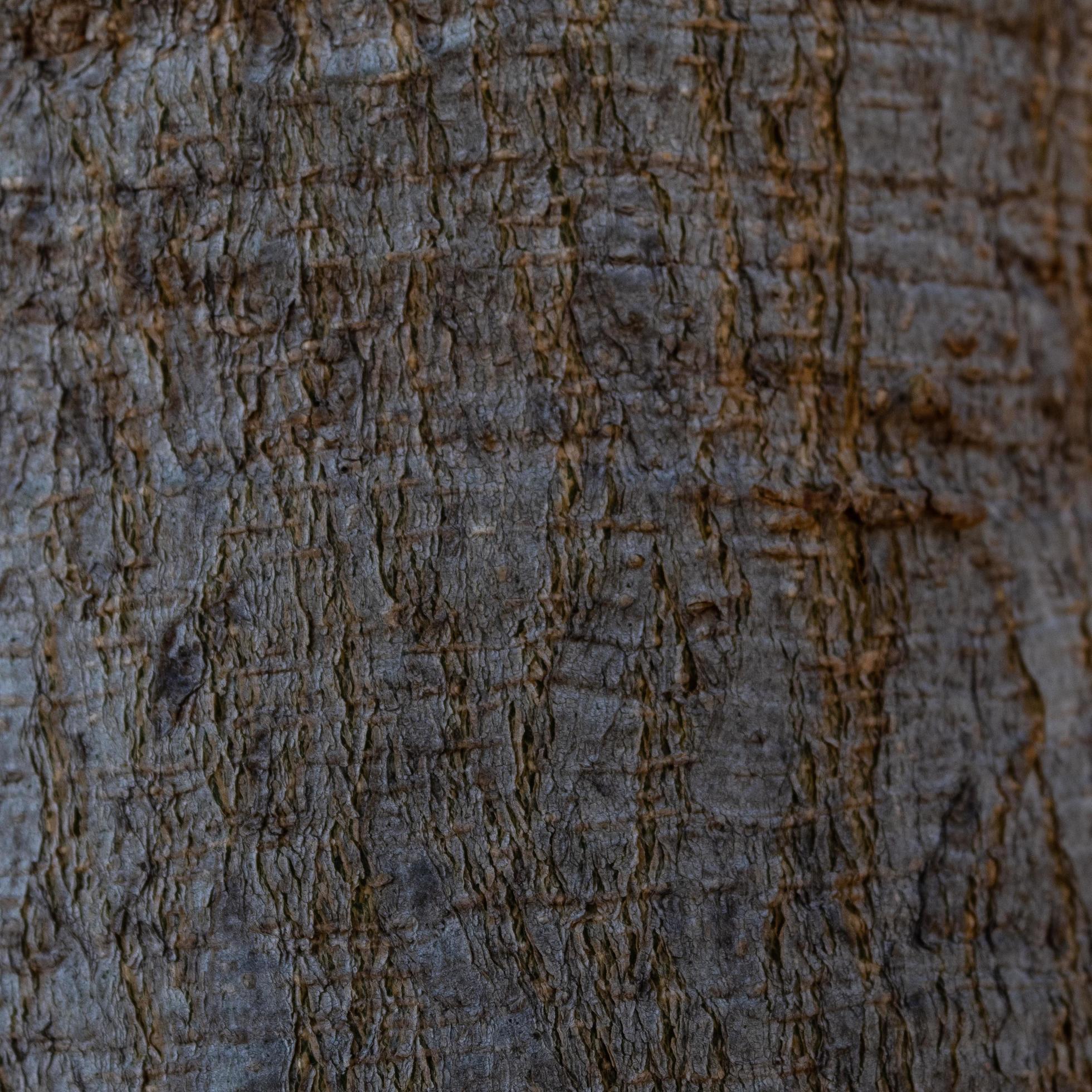 Close-up of a tree trunk 1544284 Stock Photo at Vecteezy