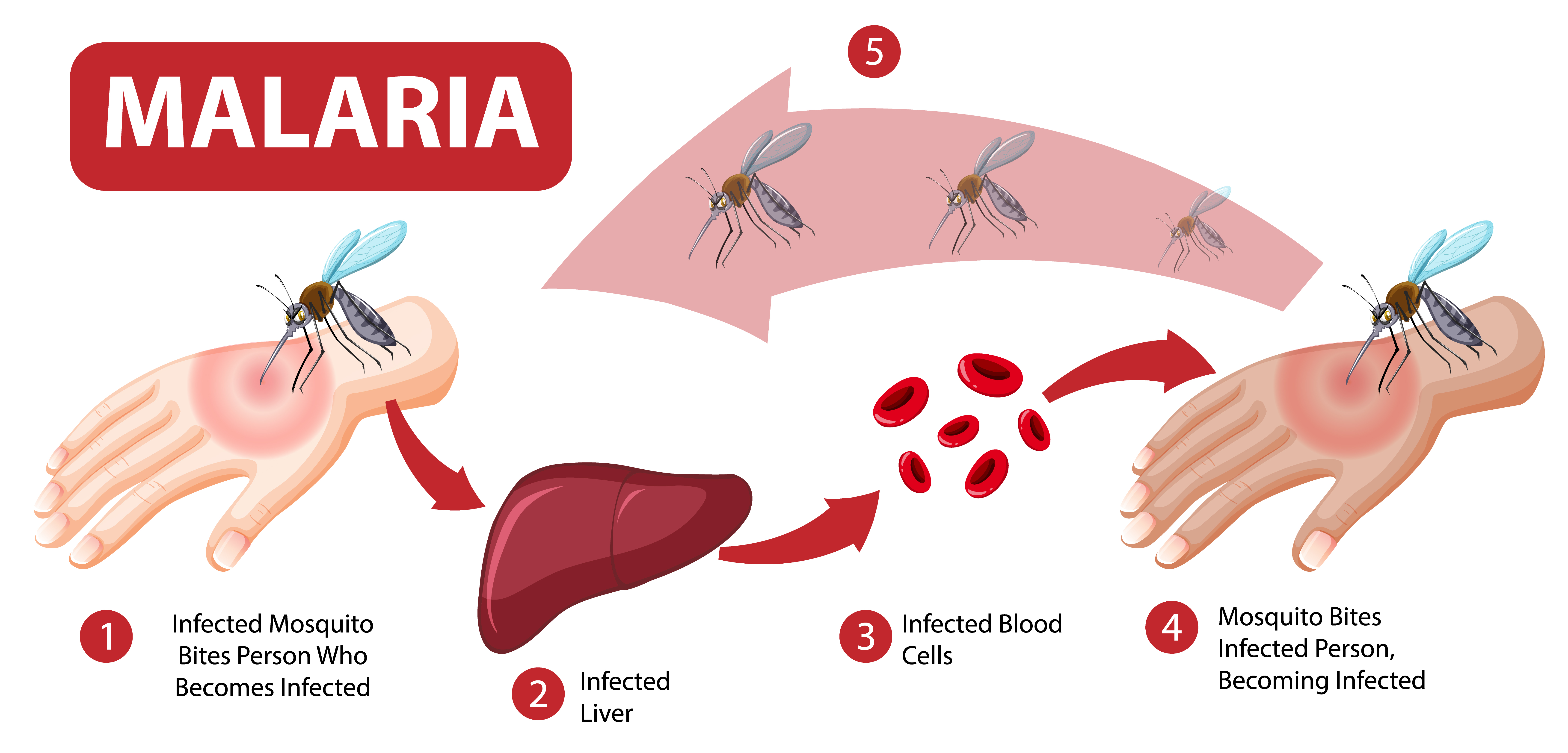 Malaria Vector Art, Icons, and Graphics for Free Download Malaria Vector Art, Icons, and Graphics for Free Download
