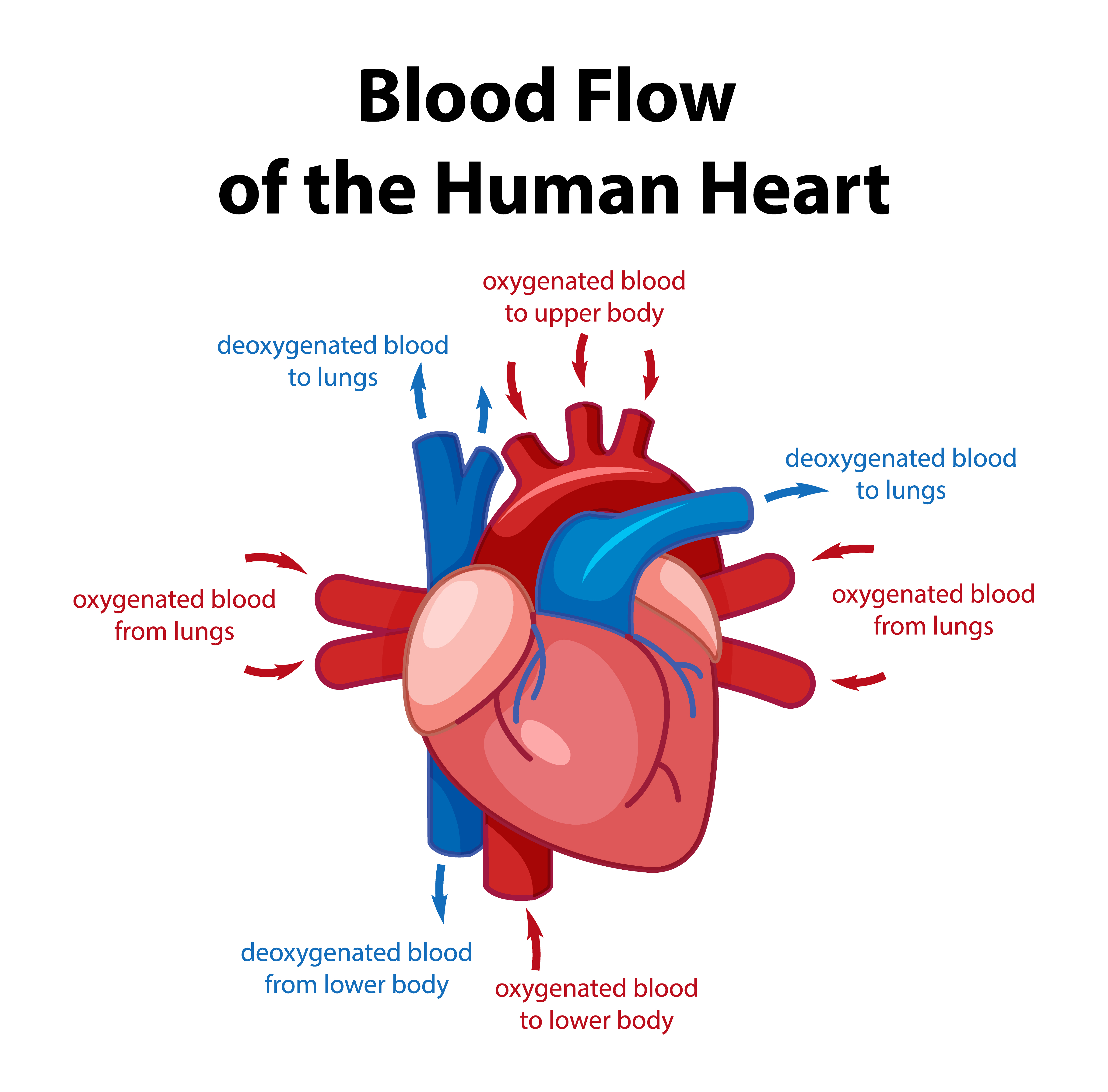 Human Heart Heart Facts Diagram Circulation Research - vrogue.co Human Heart Heart Facts Diagram Circulation Research - vrogue.co