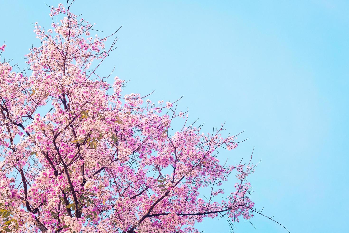 Tree Flower Stock Photos, Images and Backgrounds for Free Download