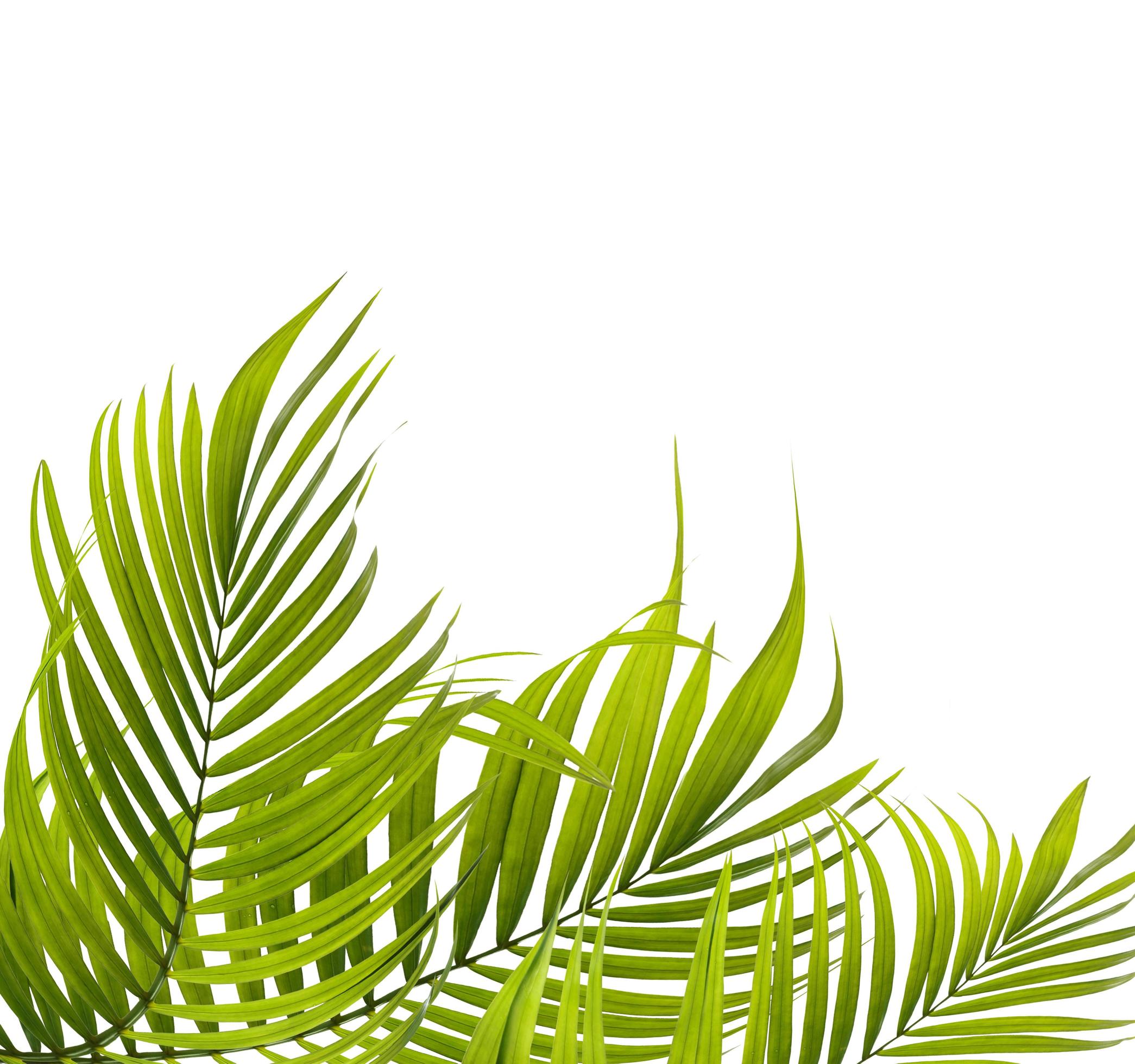 Green Coconut Tree Leaves 1920033 Stock Photo At Vecteezy green-coconut-tree-leaves-1920033-stock-photo-at-vecteezy
