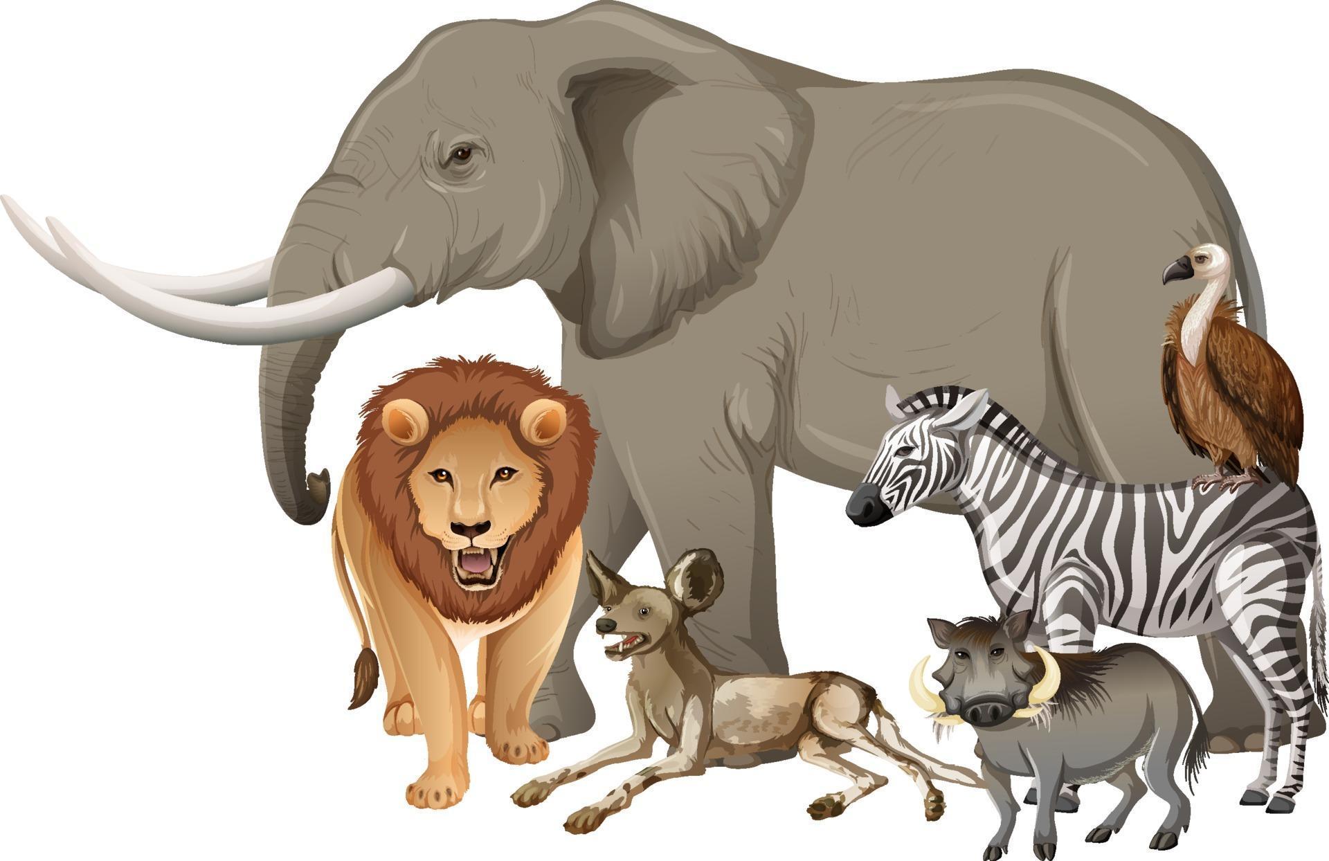 Group of wild african animal on white background 1928947 Vector Art at ...