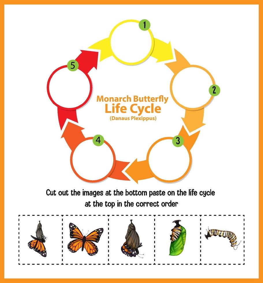 Diagram showing life cycle of Butterfly 1929028 Vector Art at Vecteezy Diagram showing life cycle of Butterfly 1929028 Vector Art at Vecteezy