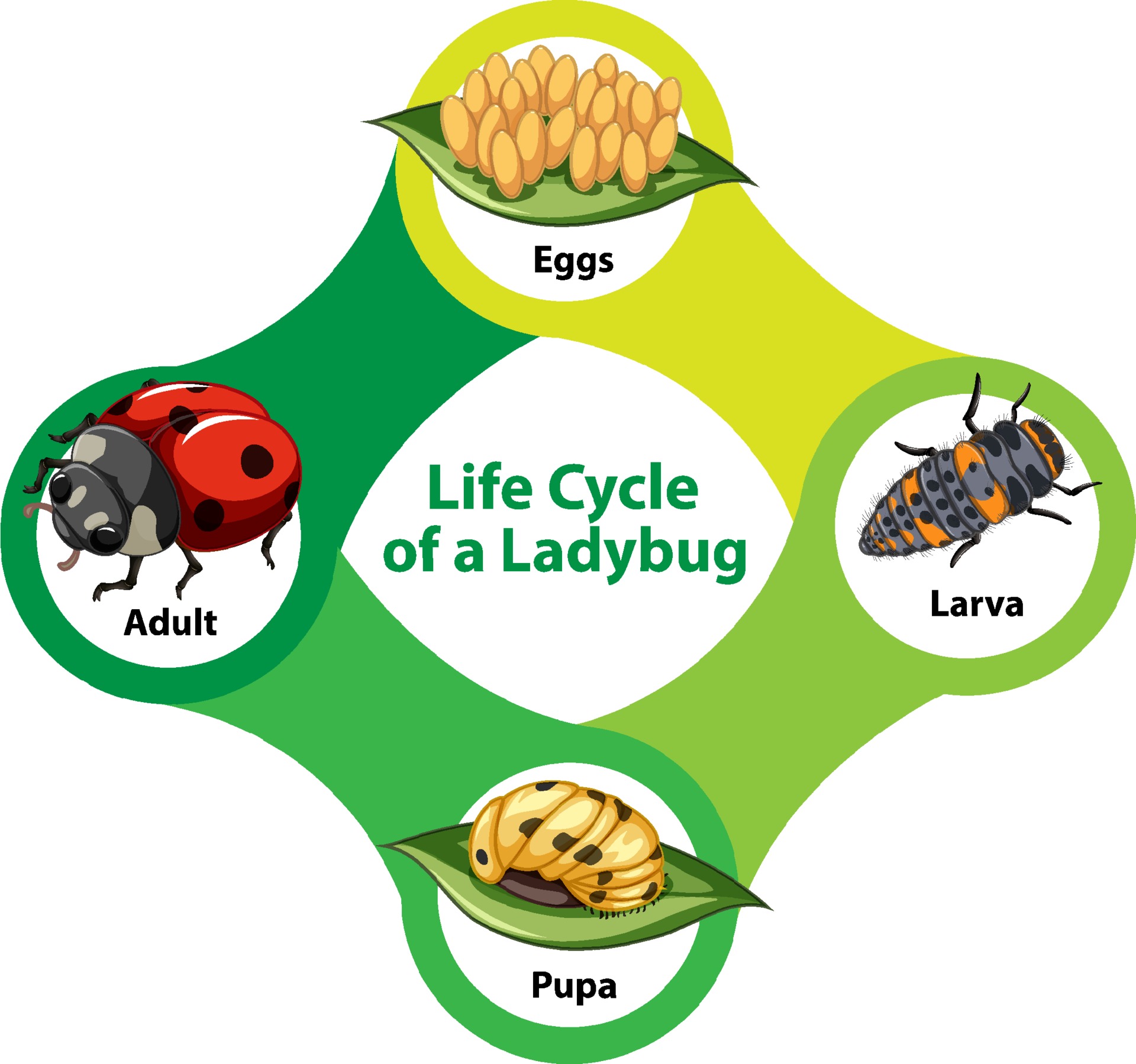 Life Cycle of a Ladybug Diagram 1929353 Vector Art at Vecteezy