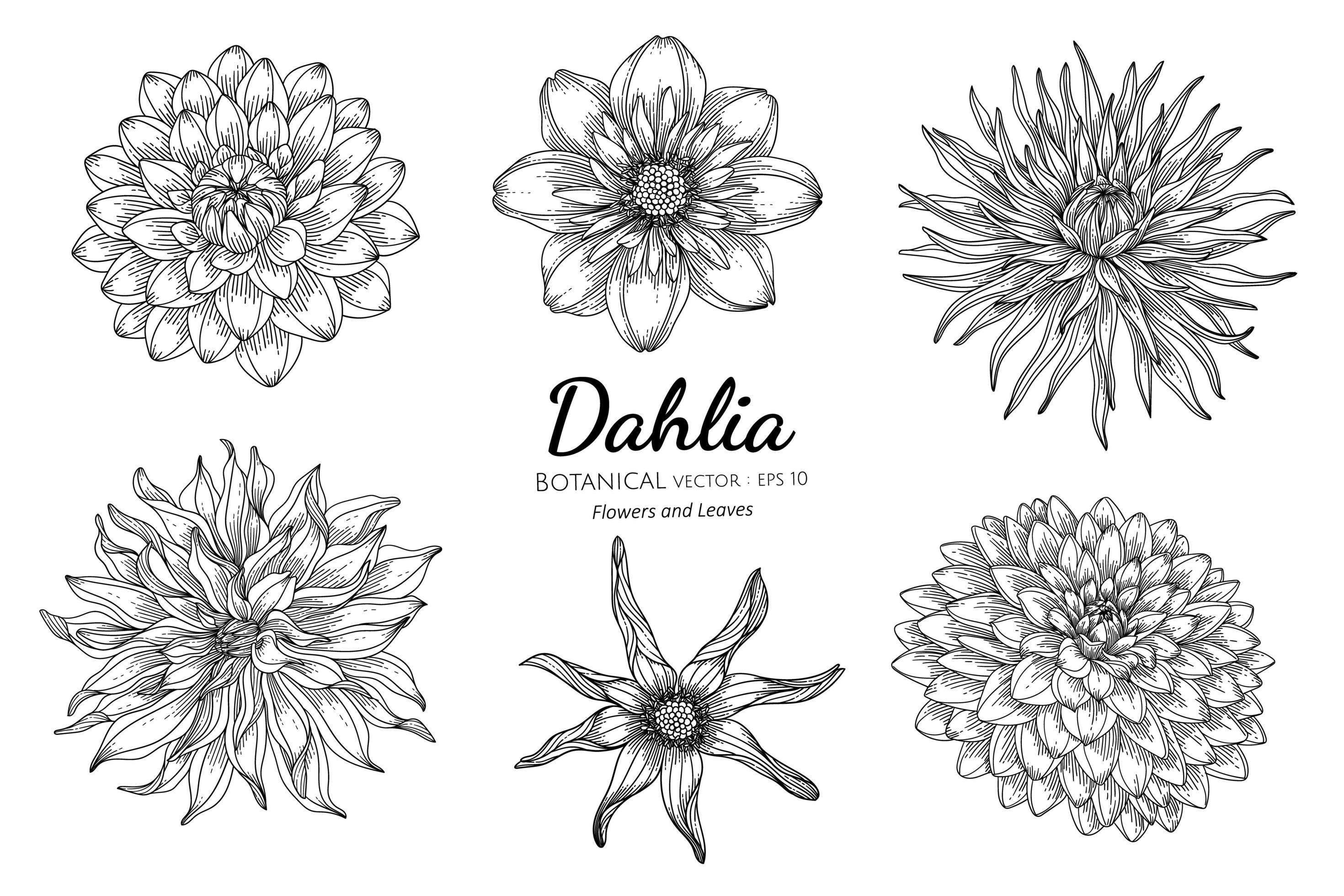 Set Of Dahlia Flower And Leaf Hand Drawn Botanical Illustration With