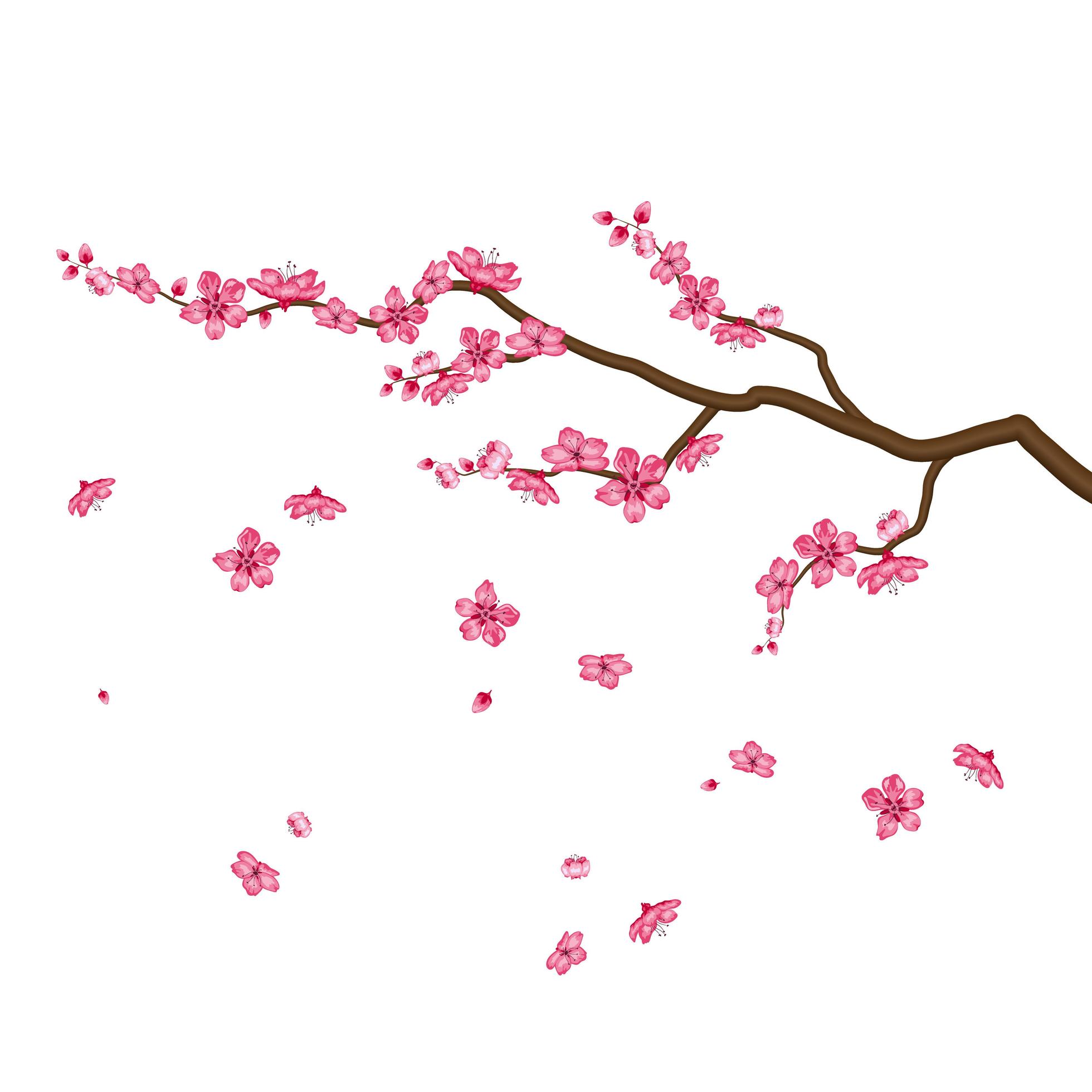 Sakura Blossom Flowers Isolated On White Background 1950081 Vector Art At Vecteezy