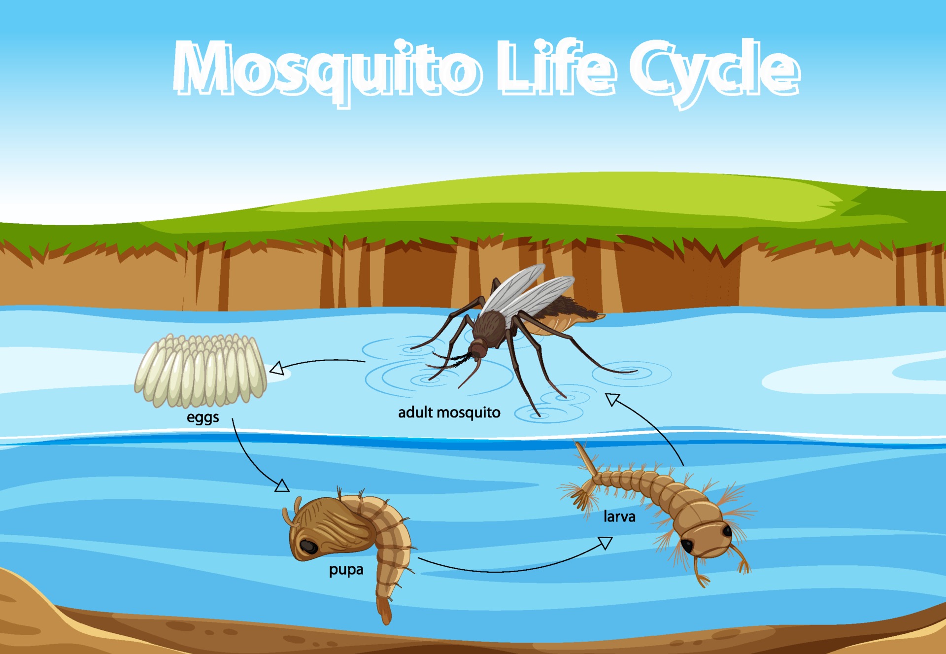 Diagram showing mosquito life cycle 1962607 Vector Art at Vecteezy Diagram showing mosquito life cycle 1962607 Vector Art at Vecteezy