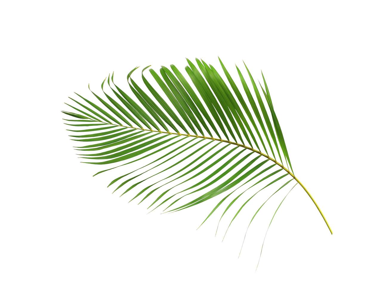 Lush green coconut palm leaf 1964440 Stock Photo at Vecteezy Lush green coconut palm leaf 1964440 Stock Photo at Vecteezy