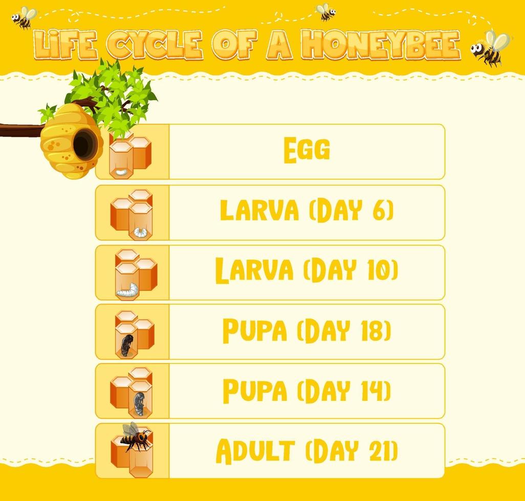 Diagram showing life cycle of Honey Bee 1972145 Vector Art at Vecteezy