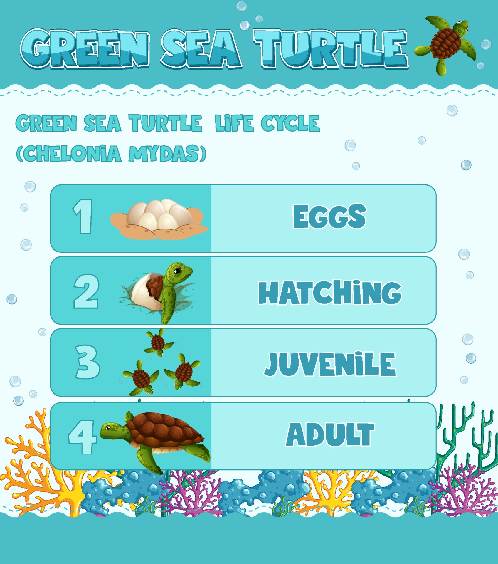 Turtle Life Cycle Diagram