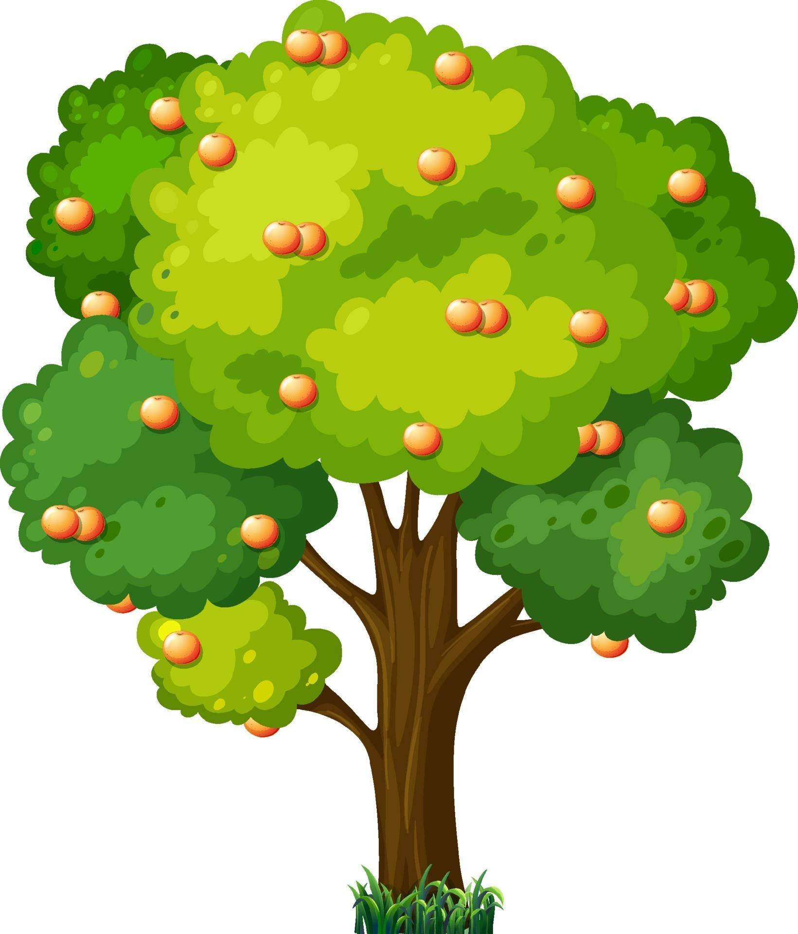 Orange tree isolated on white background 2069983 Vector Art at Vecteezy Orange tree isolated on white background 2069983 Vector Art at Vecteezy