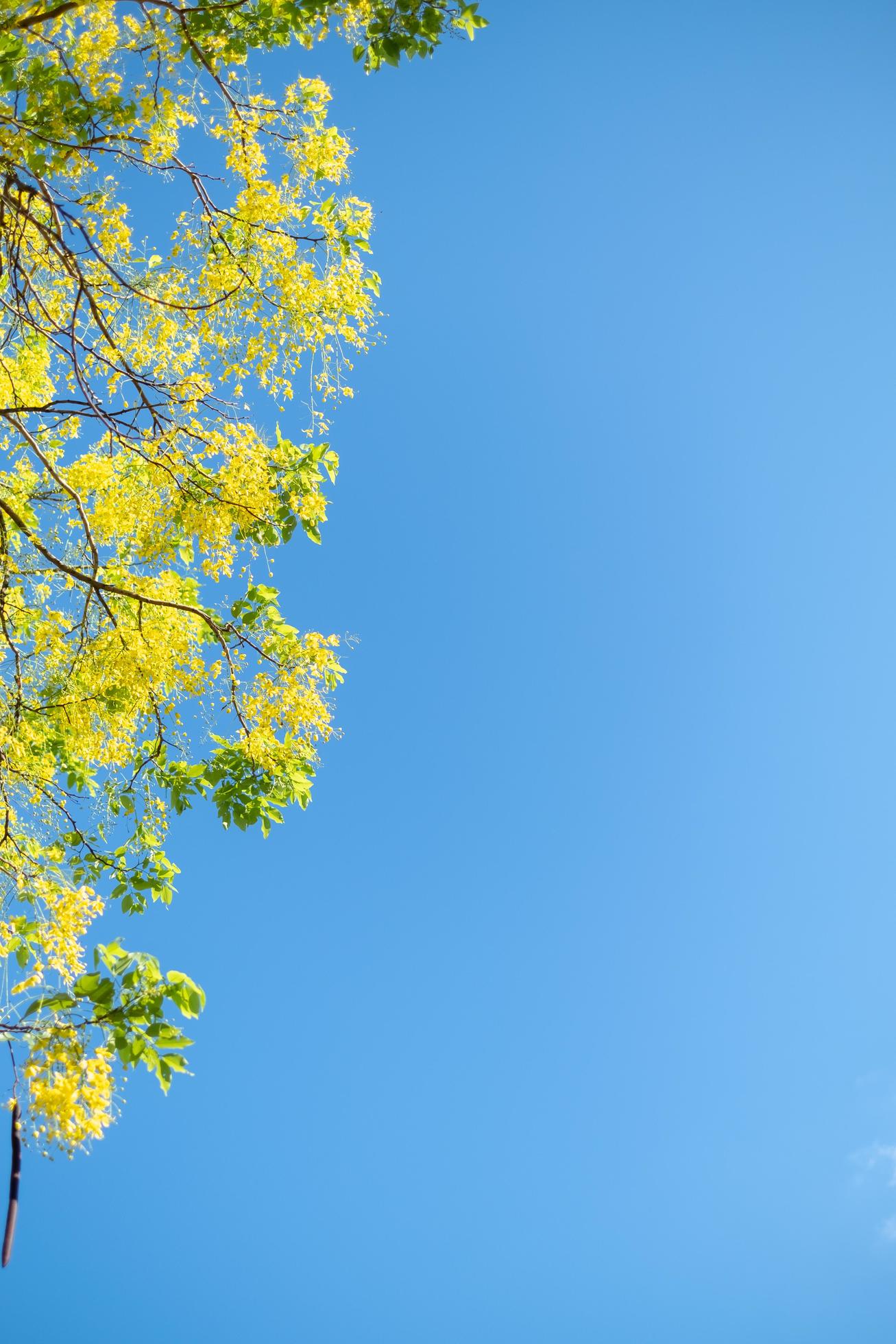 Golden shower tree, cassia fistula national flower of Thailand with a blue sky background ...