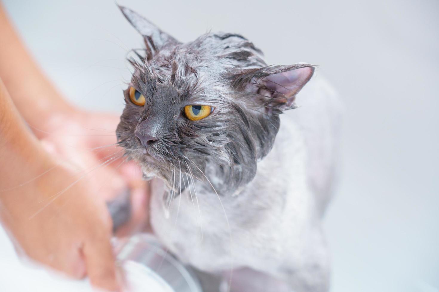 Angry Wet Cat