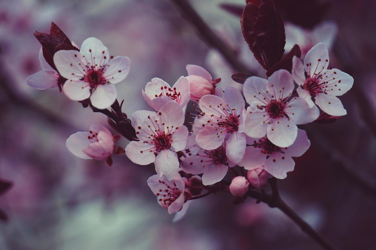 Pink Spring Flowers Stock Photos, Images and Backgrounds for Free Download