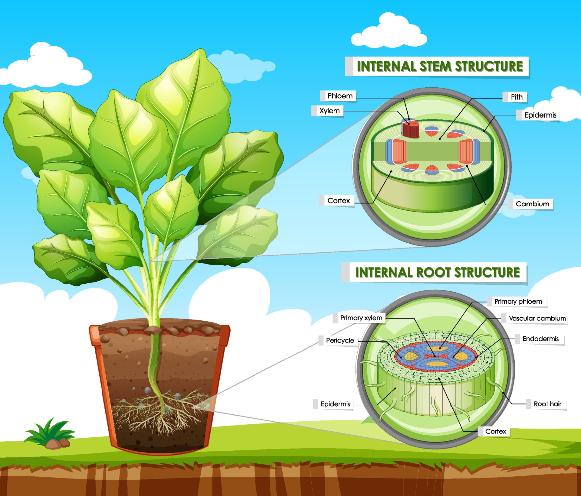 Diagram Showing Stem And Root Structure 2120083 Vector Art At Vecteezy