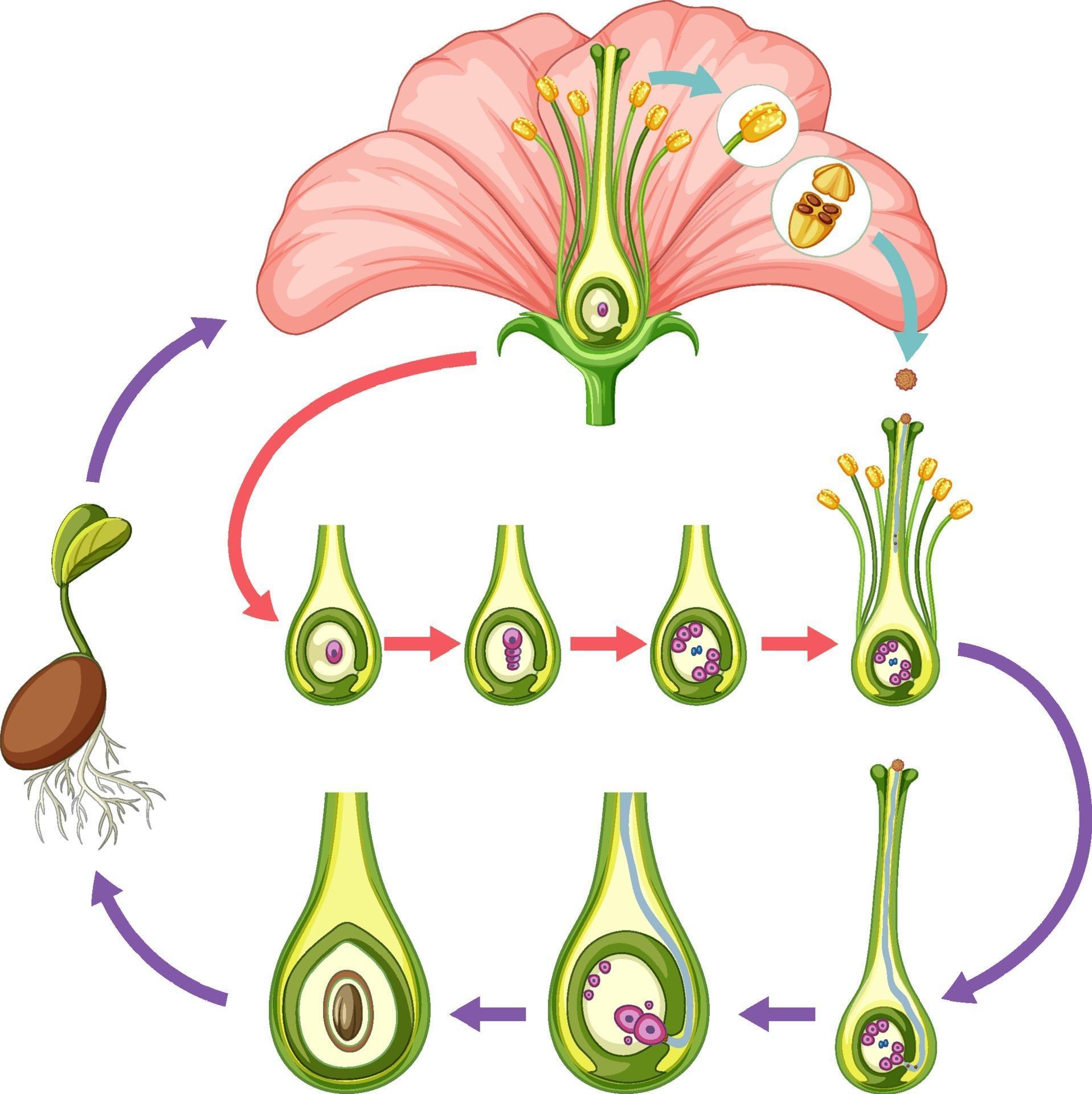 diagrama que muestra partes de la flor 2131336 Vector en Vecteezy diagrama que muestra partes de la flor 2131336 Vector en Vecteezy