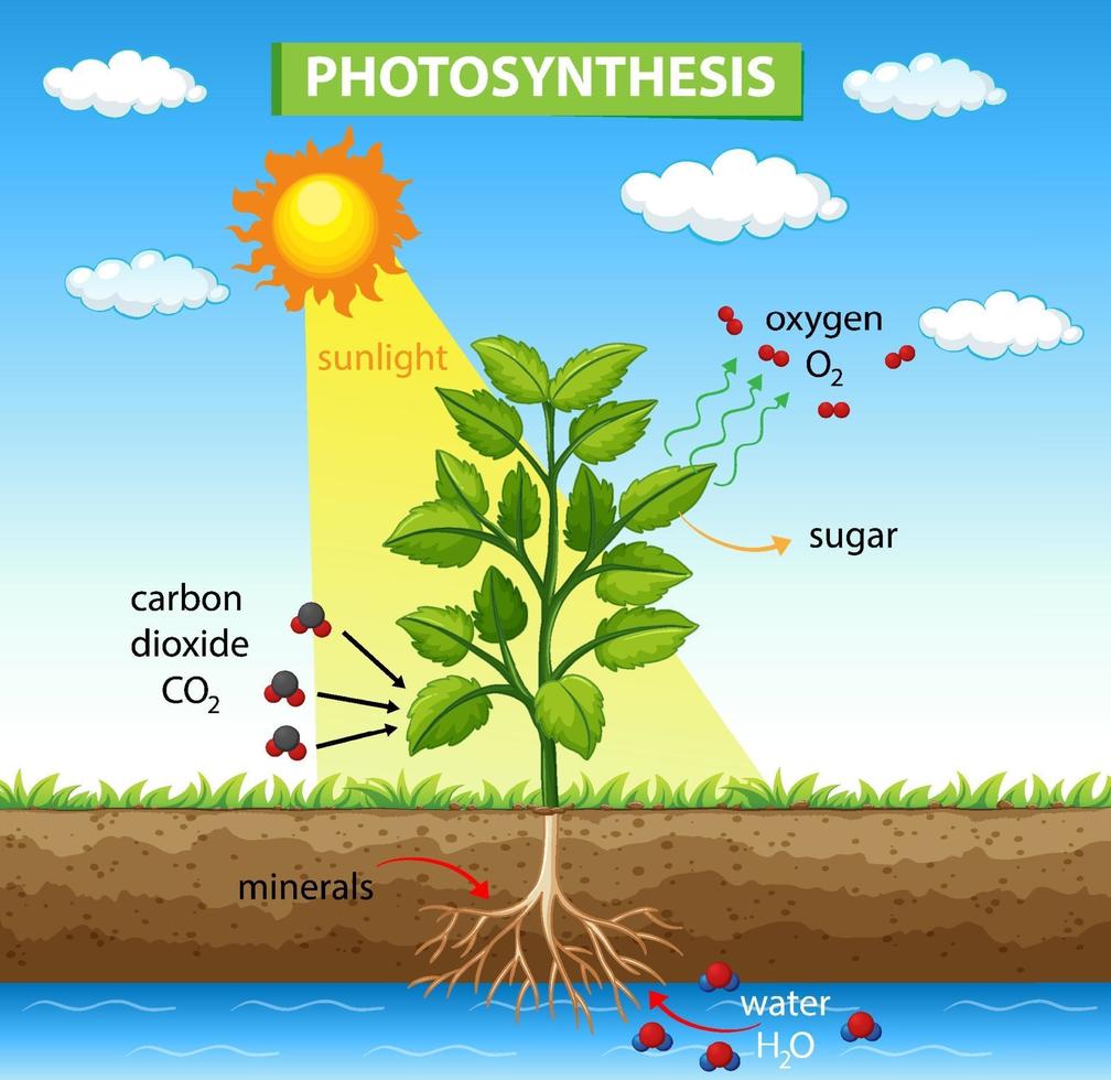 Diagram showing process of photosynthesis in plant 2189173 Vector Art ... Diagram showing process of photosynthesis in plant 2189173 Vector Art ...