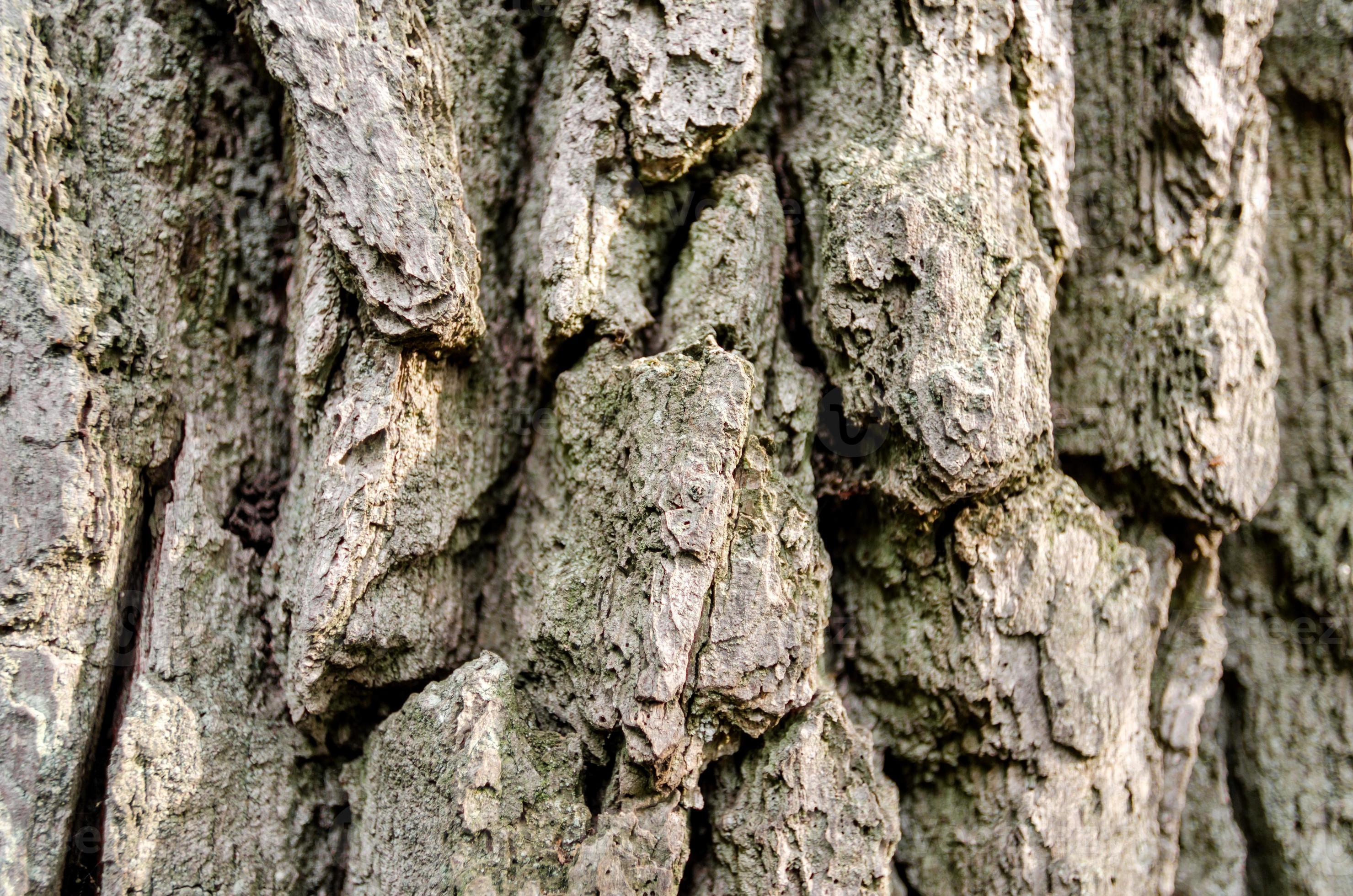 Old tree trunk close-up 2243360 Stock Photo at Vecteezy