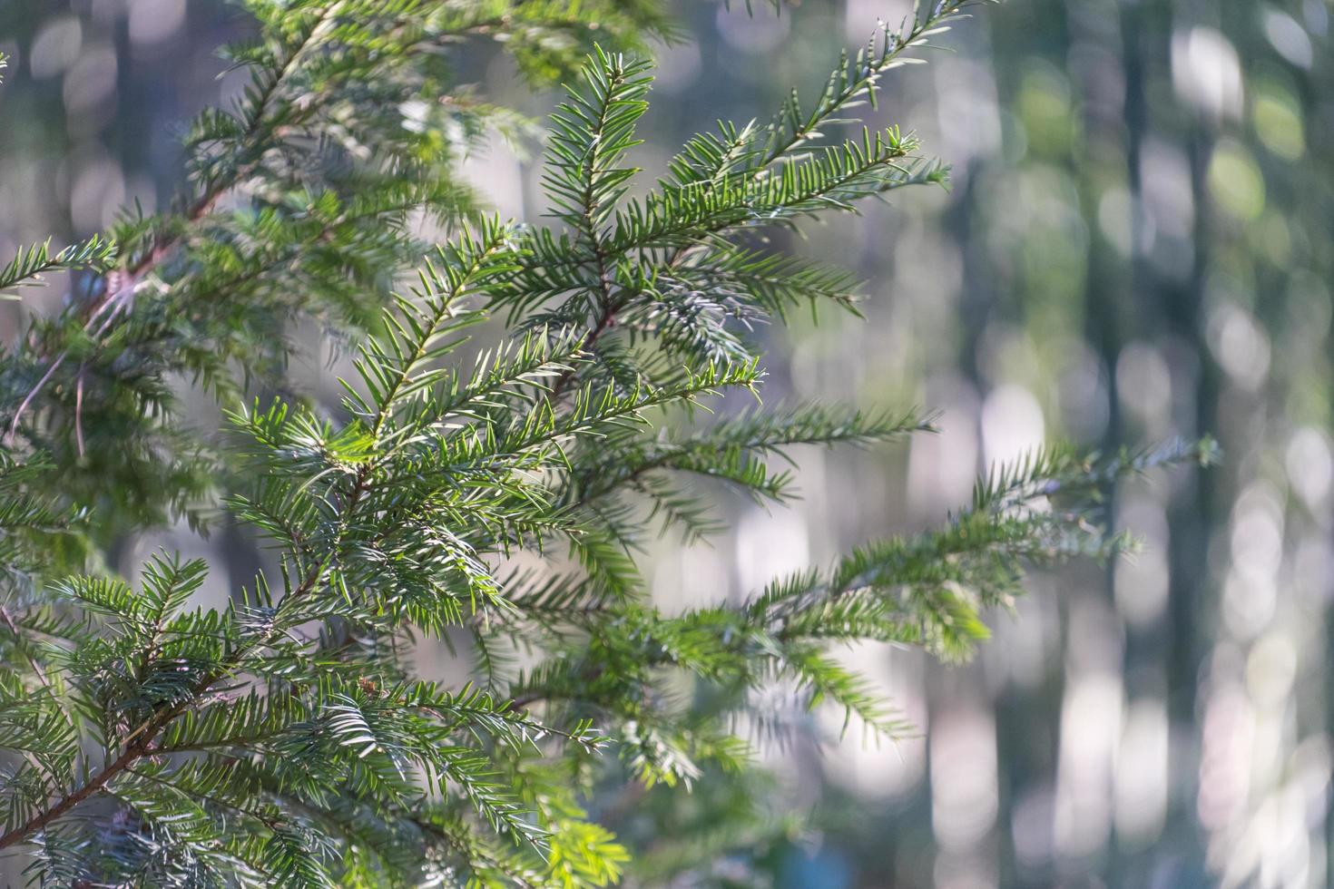 Fir Tree Branches Stock Photos, Images and Backgrounds for Free Download