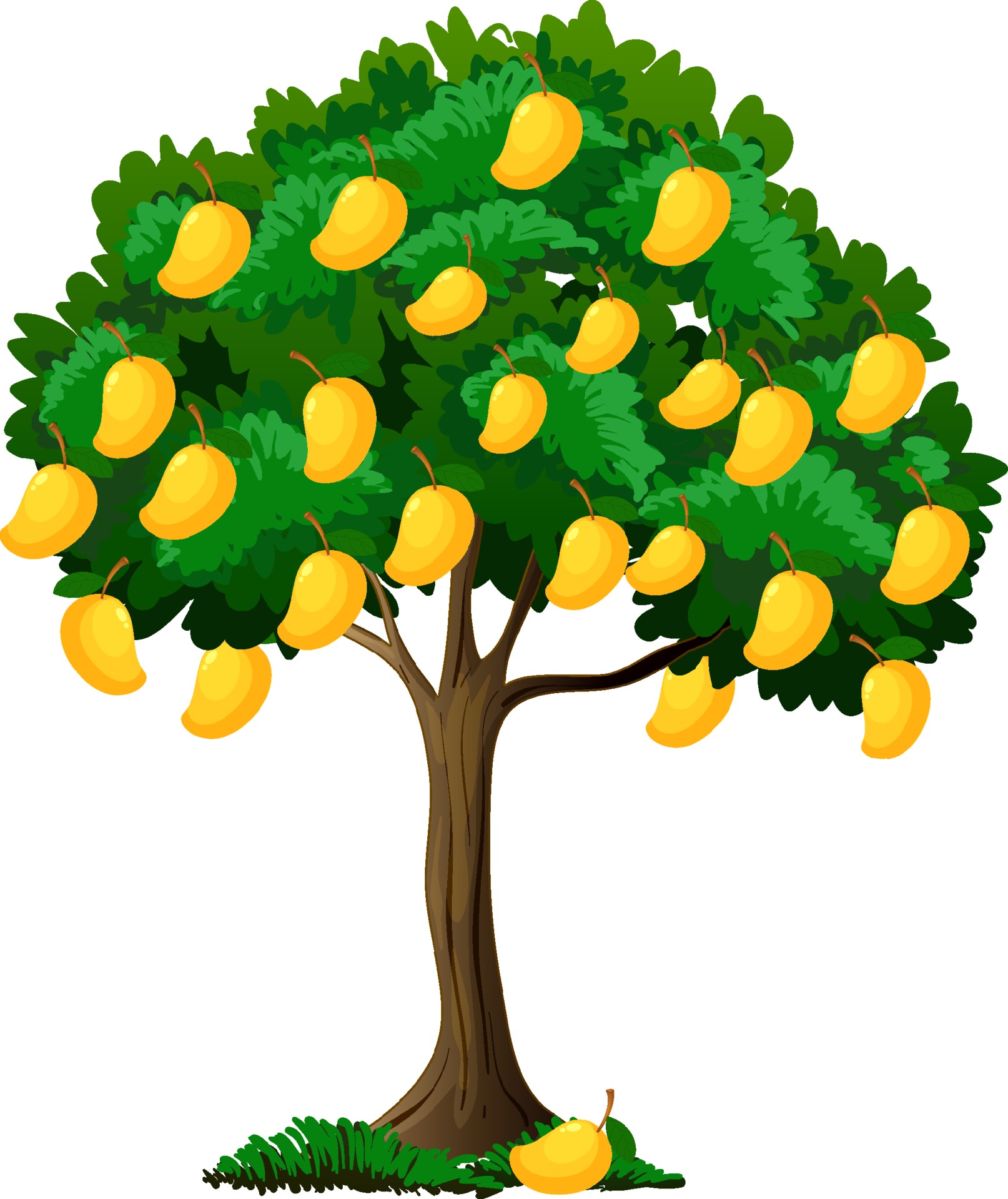 Yellow Mango Tree Isolated On White Background 2284808 Vector Art At Vecteezy